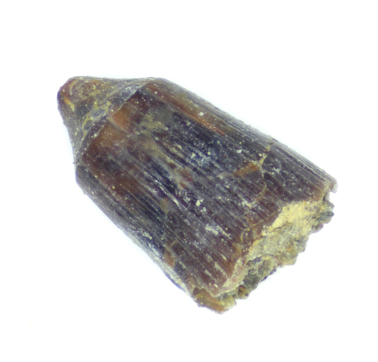 Fish Lance fm WY (2).jpg - Member Collections - The Fossil Forum