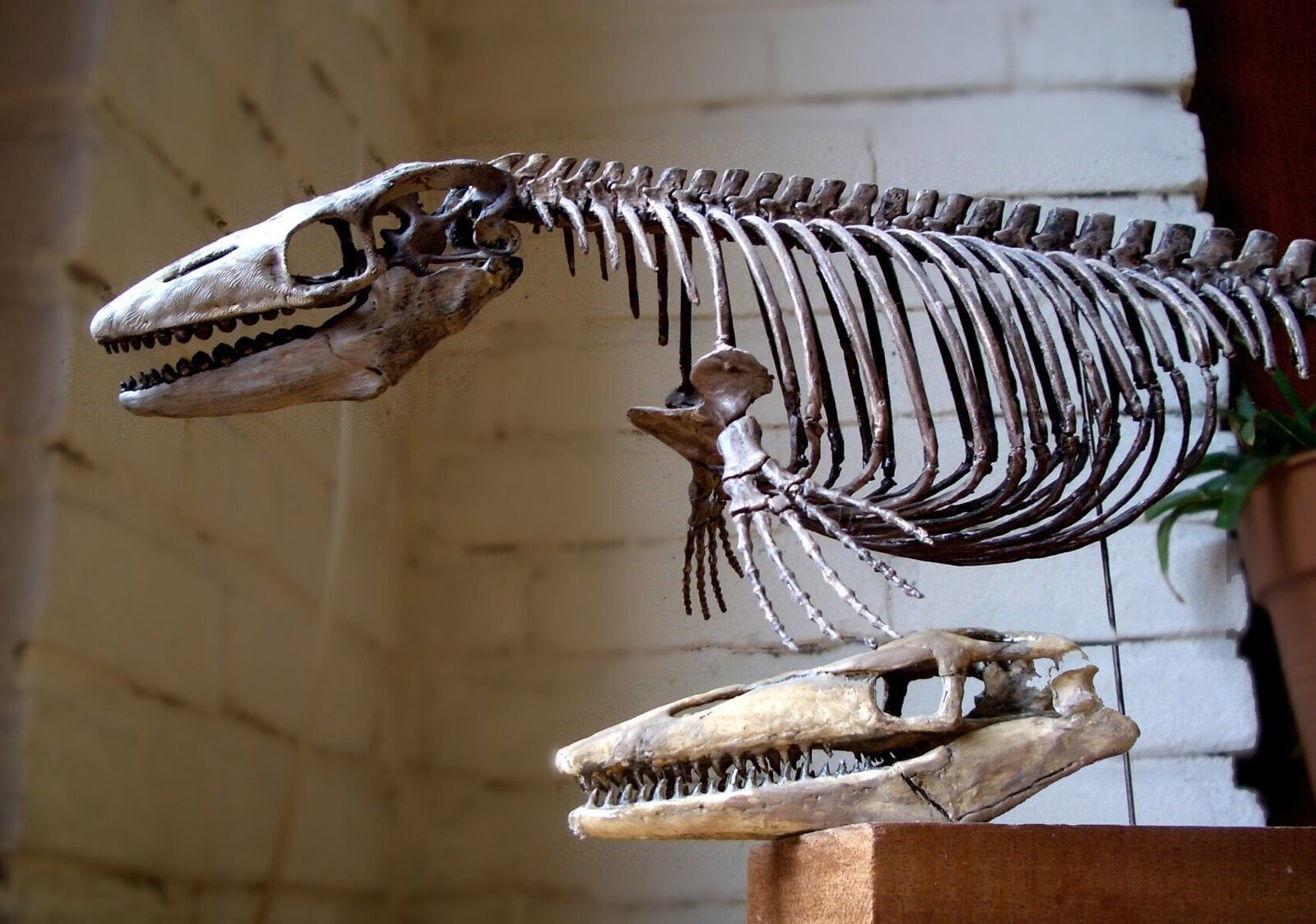 Skeleton models - The Fossil Forum
