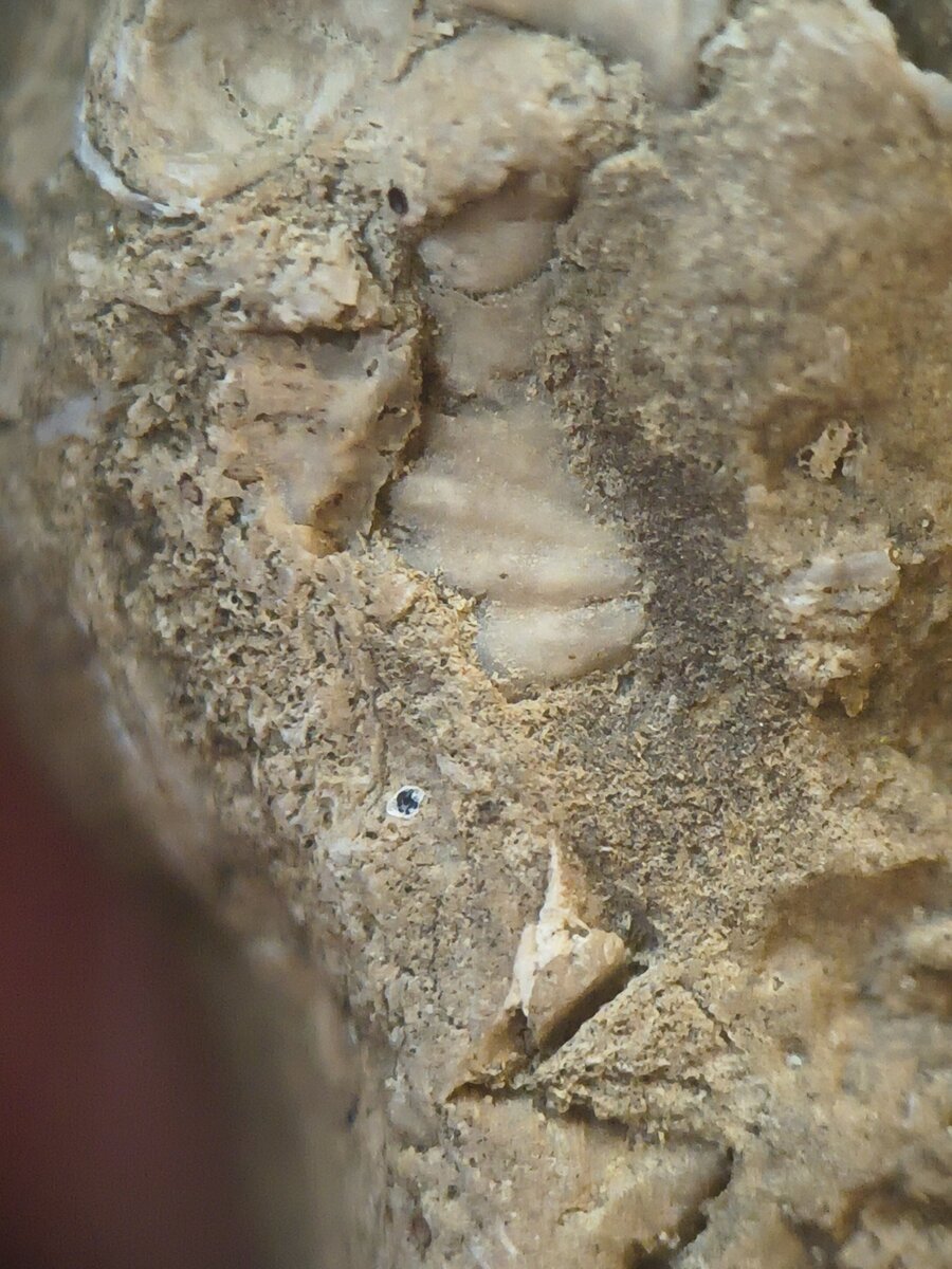 SRL82 Brachiopod Shell Fragments - Pennsylvania - The Fossil Forum