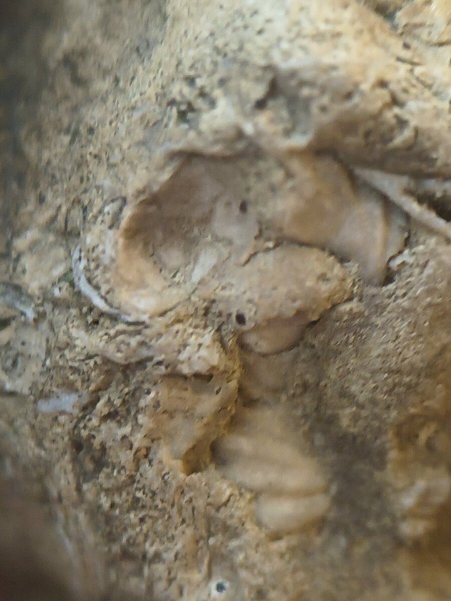 SRL82 Brachiopod Shell Fragments - Pennsylvania - The Fossil Forum
