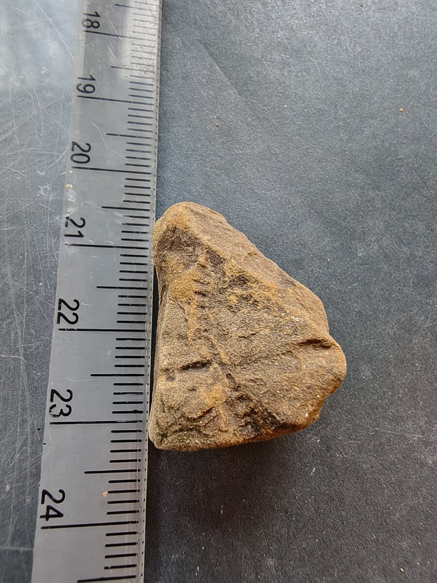SRL127 - Ichnofossils (Trace Fossils) - The Fossil Forum
