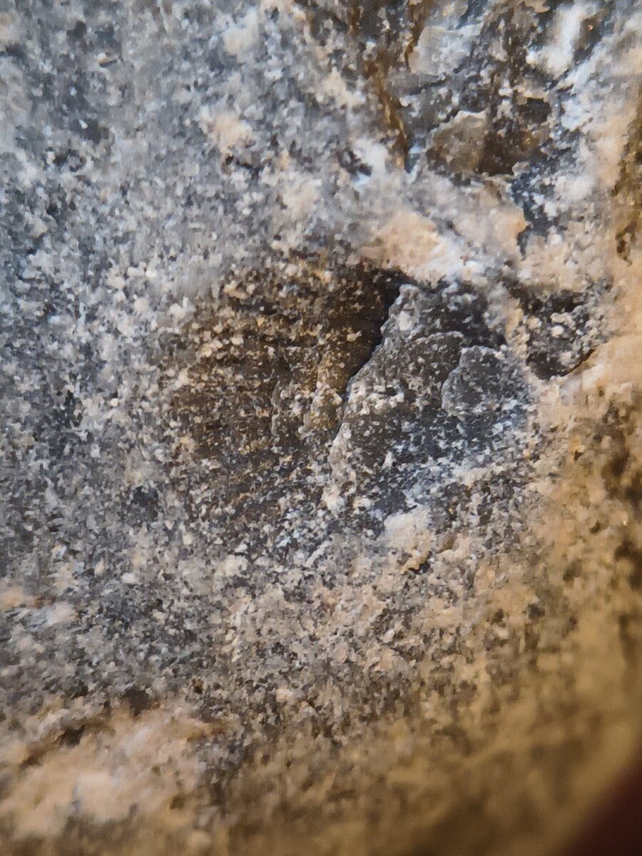 LE69 Brachiopod Shell Impressions - Pennsylvania - The Fossil Forum