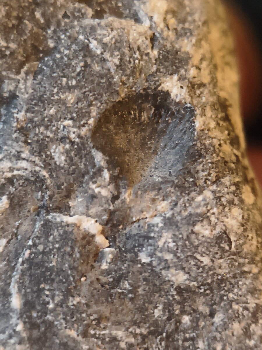 LE69 Brachiopod Shell Impressions - Pennsylvania - The Fossil Forum
