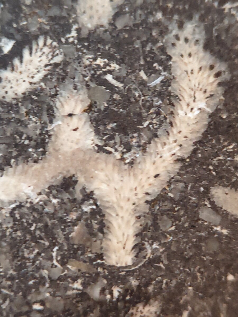 LE71 Polished Packstone: Bryozoa, Rugose Corals, Crinoids, Brachiopods ...
