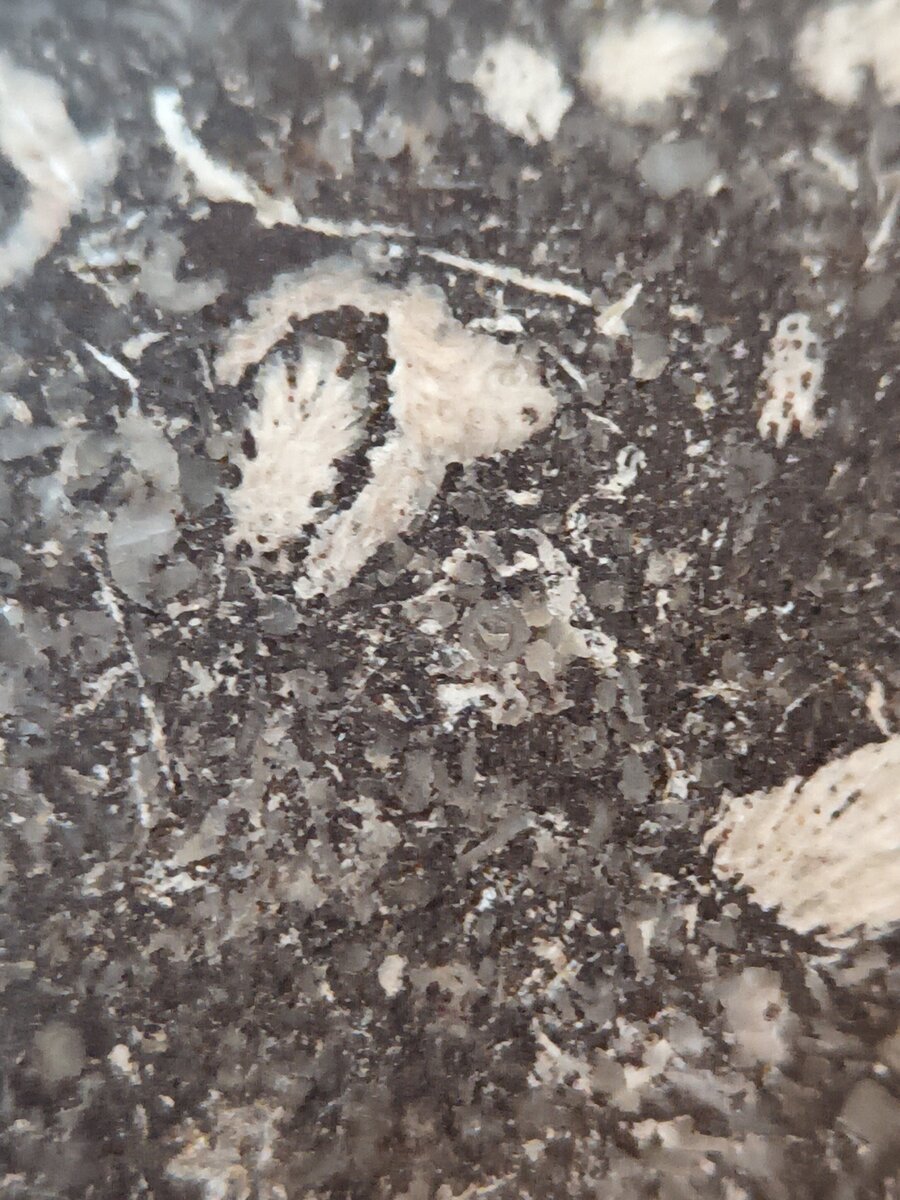 LE71 Polished Packstone: Bryozoa, Rugose Corals, Crinoids, Brachiopods ...