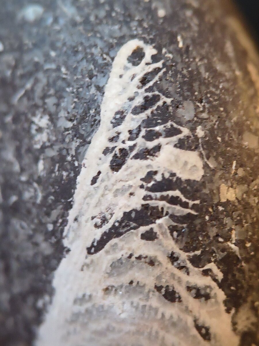 LE71 Polished Packstone: Bryozoa, Rugose Corals, Crinoids, Brachiopods ...