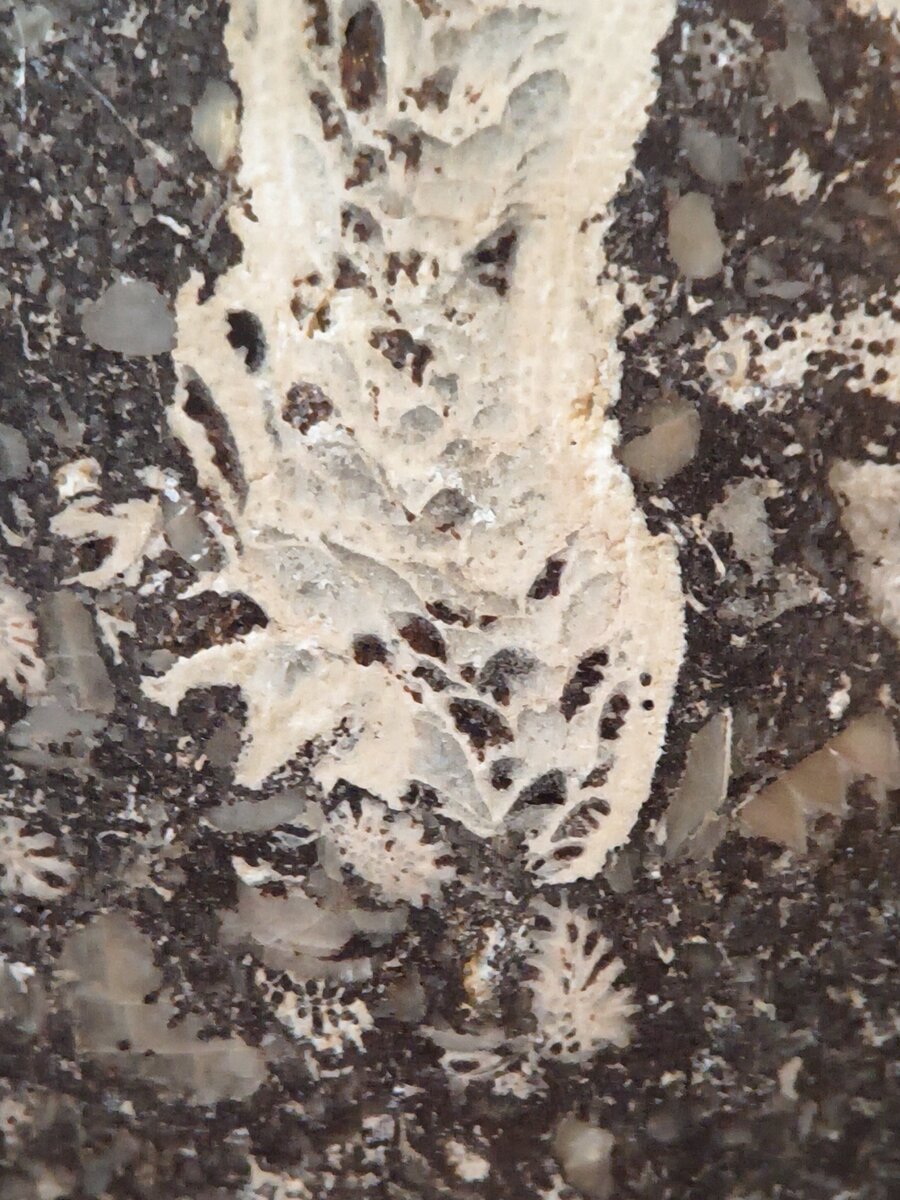 LE71 Polished Packstone: Bryozoa, Rugose Corals, Crinoids, Brachiopods ...