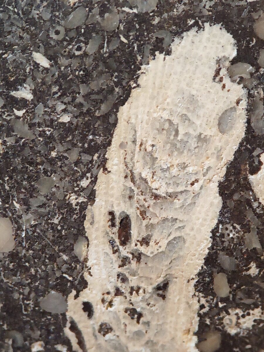 LE71 Polished Packstone: Bryozoa, Rugose Corals, Crinoids, Brachiopods ...