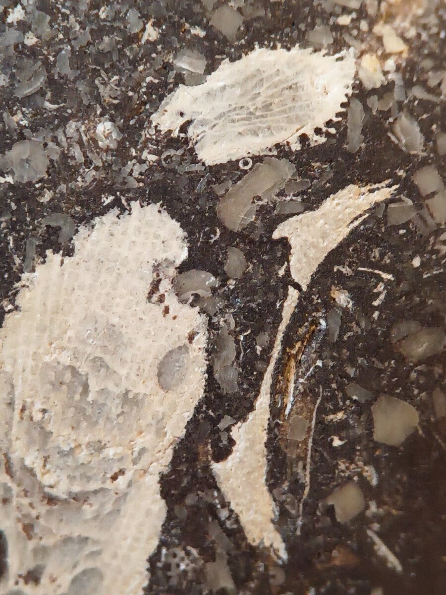 LE71 Polished Packstone: Bryozoa, Rugose Corals, Crinoids, Brachiopods ...