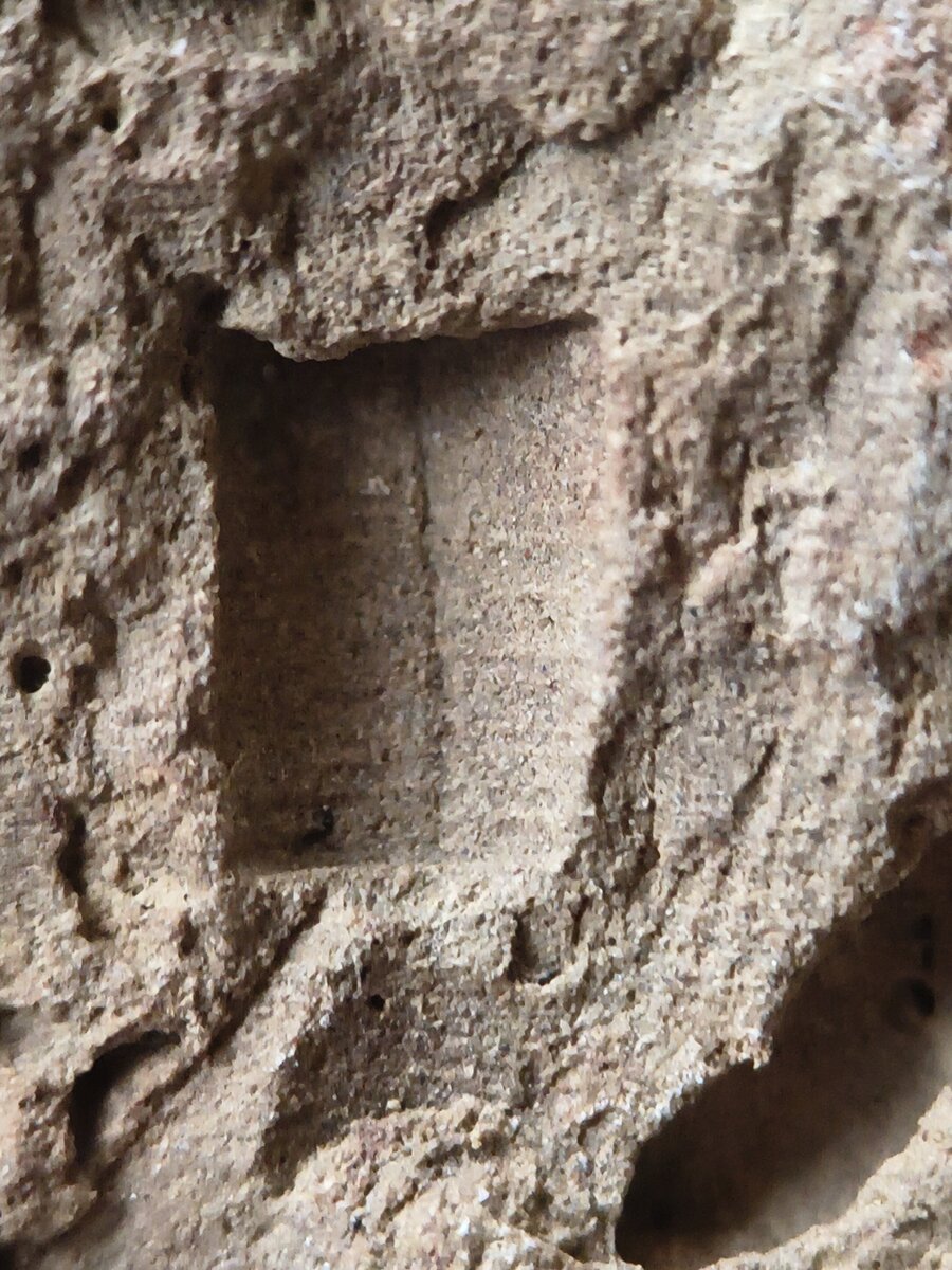 SRL151 Crinoid Section Impressions and Brachiopod Imprint ...