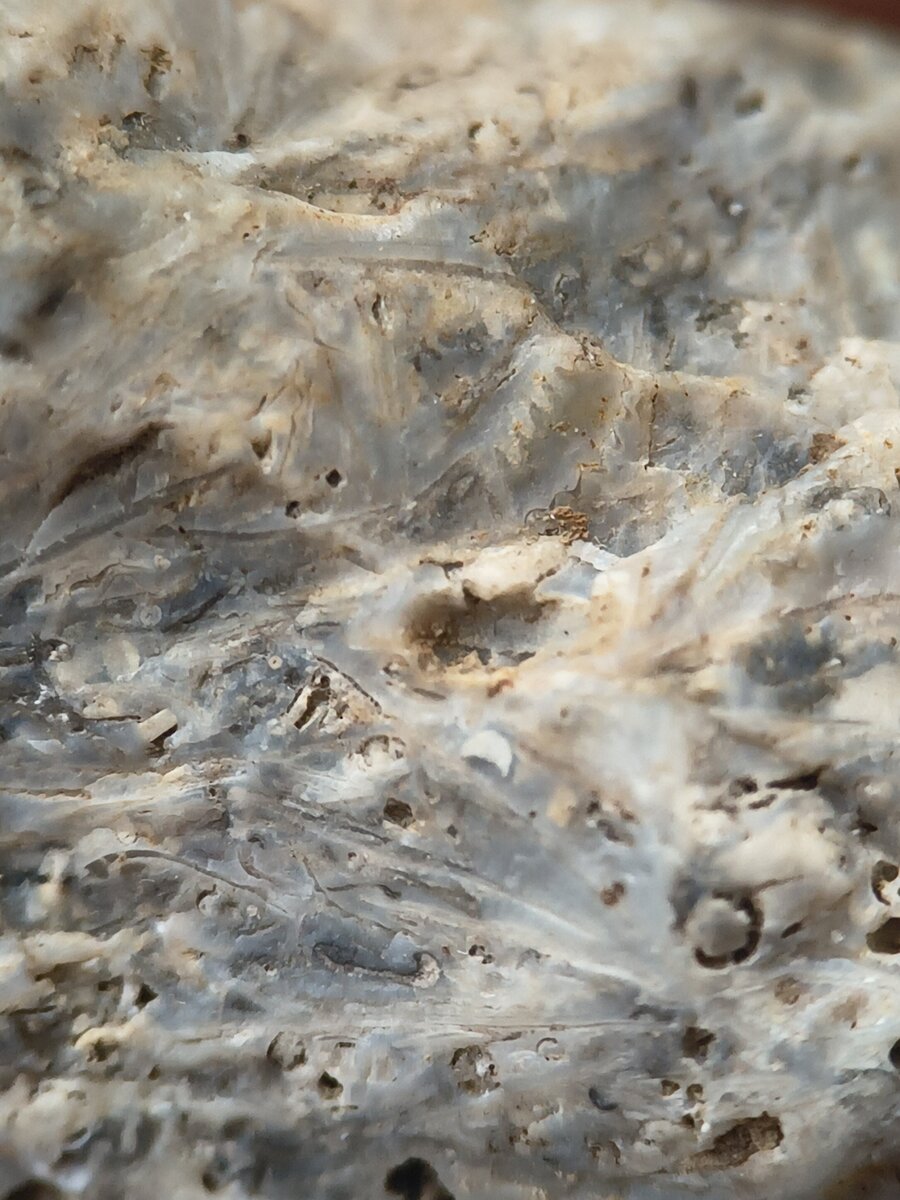 SRL175 Bioclastic Packstone (incl. crinoids and brachiopods ...