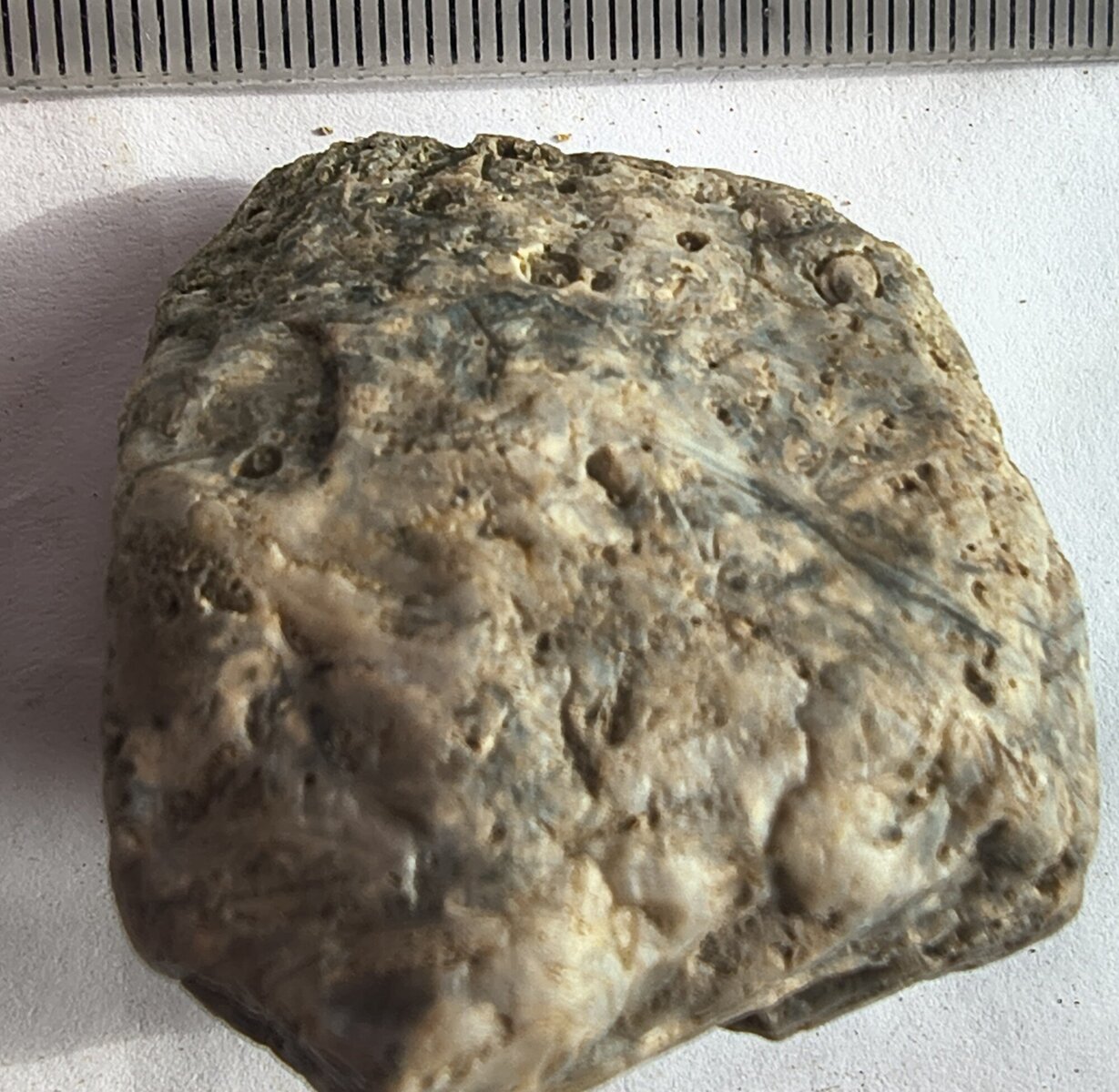 SRL175 Bioclastic Packstone (incl. crinoids and brachiopods ...