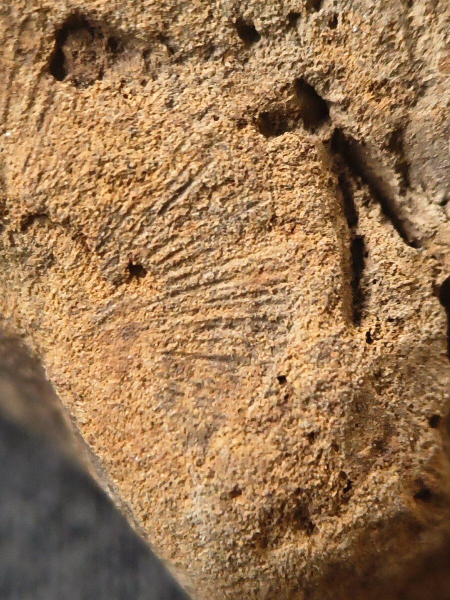 SRL194 Crinoid and Brachiopod Impressions - Pennsylvania - The Fossil Forum