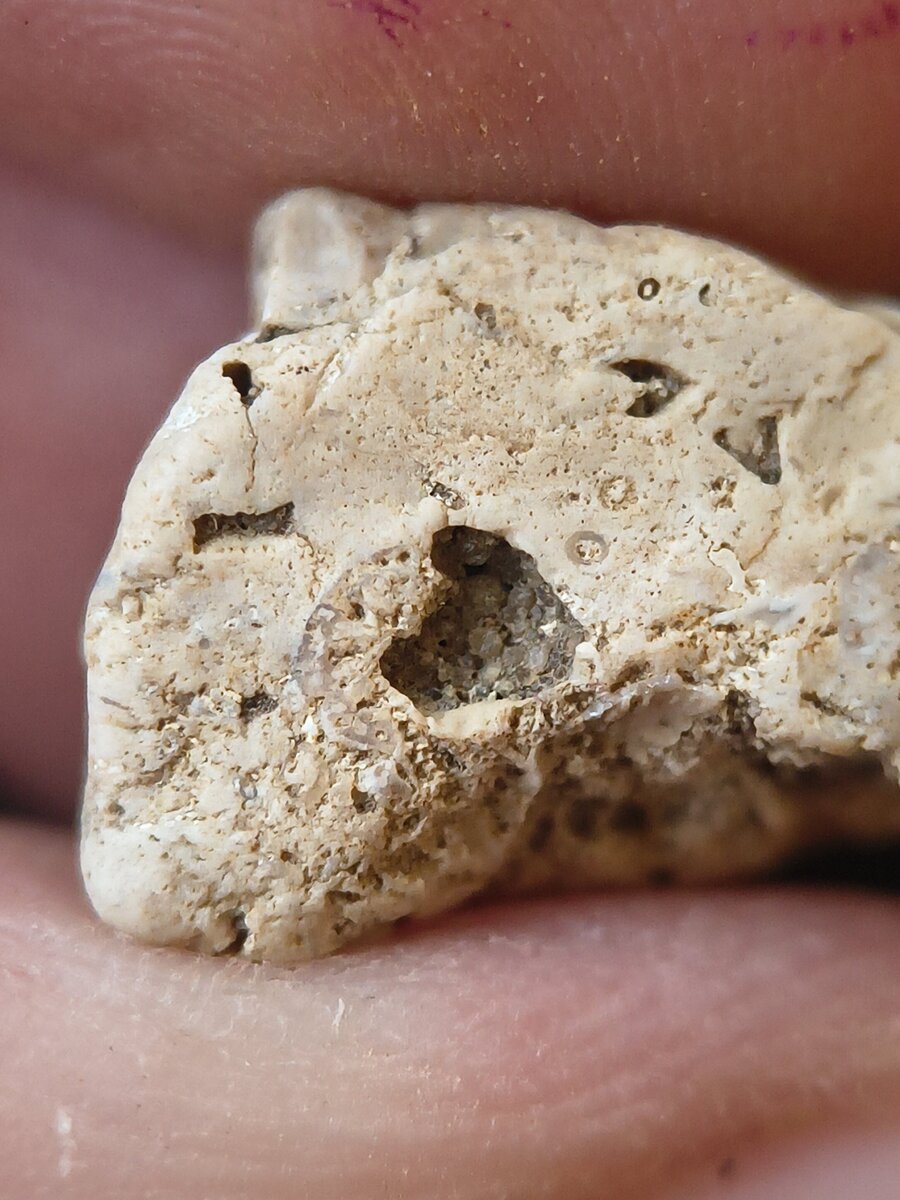 SRL202 Crinoid Packstone - Pennsylvania - The Fossil Forum