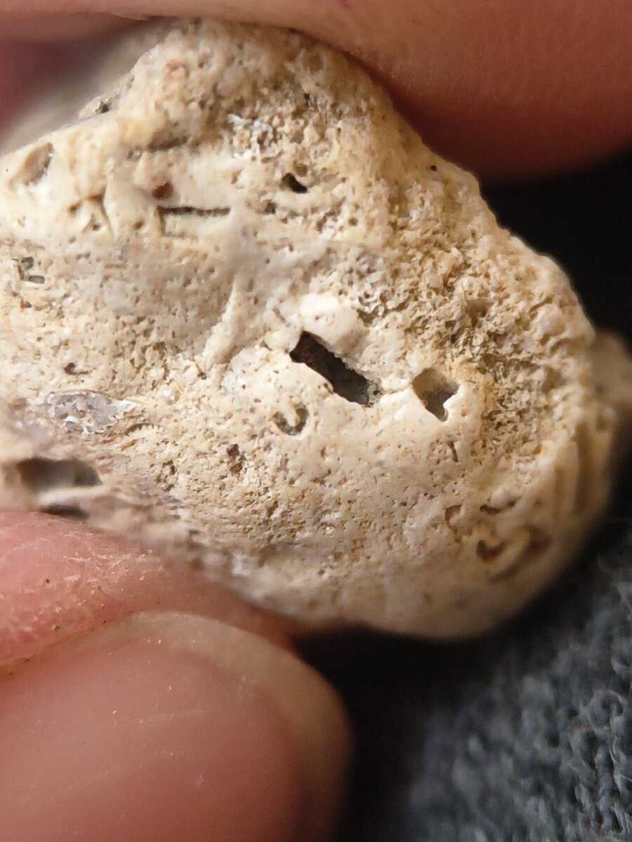 SRL202 Crinoid Packstone - Pennsylvania - The Fossil Forum