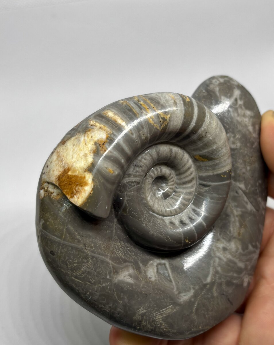 Lower Carboniferous Ireland - The Fossil Forum