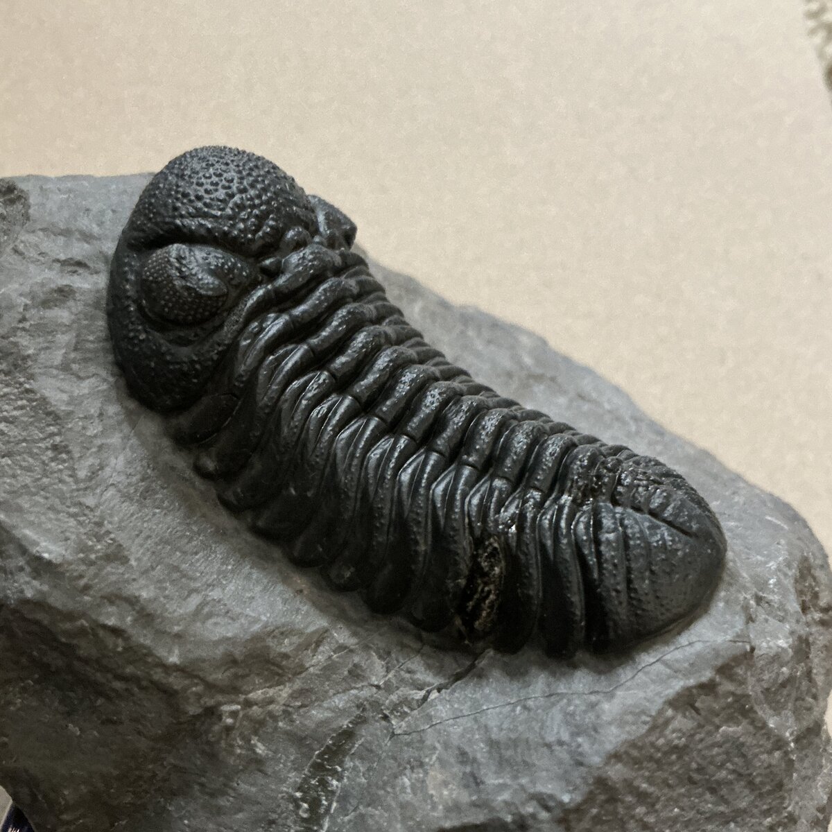 Moroccops sp. - Trilobites - The Fossil Forum