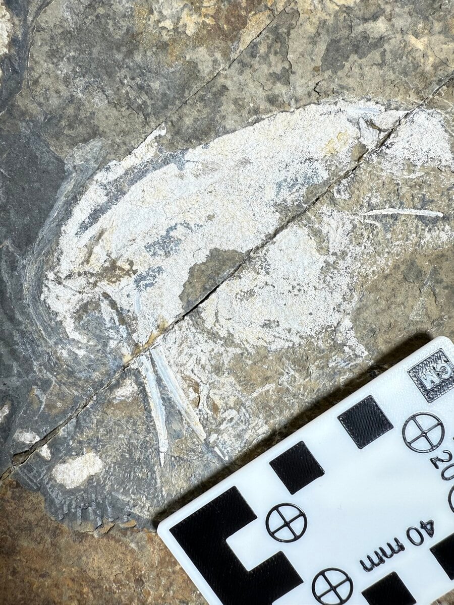 Acanthodes sp. - Member Collections - The Fossil Forum