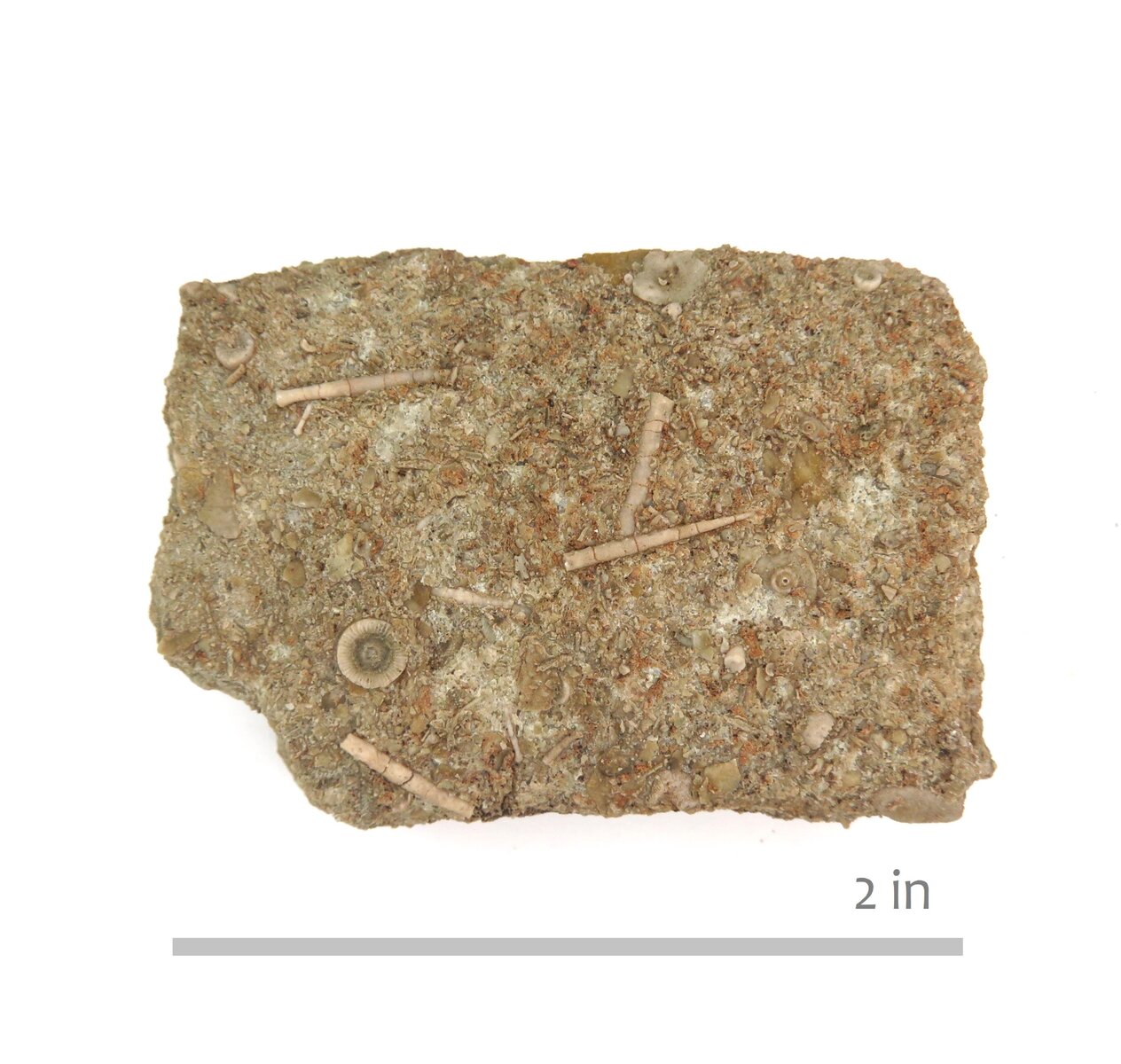 Echinoid Plate Archeocidaris sp - Member Collections - The Fossil Forum