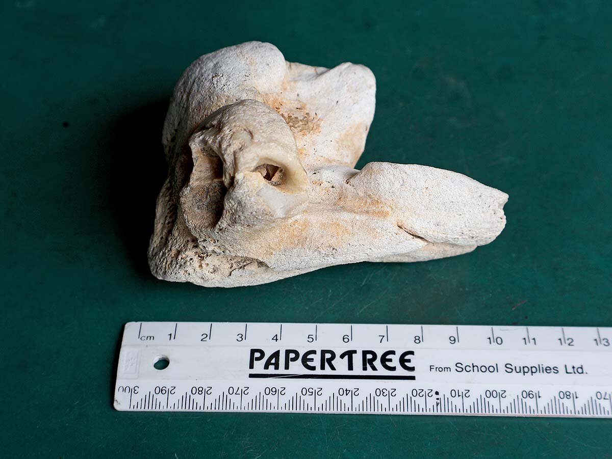 ID needed please, perhaps a cetacean periotic - Fossil ID - The Fossil ...