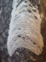 LE71 Polished Packstone: Bryozoa, Rugose Corals, Crinoids, Brachiopods ...