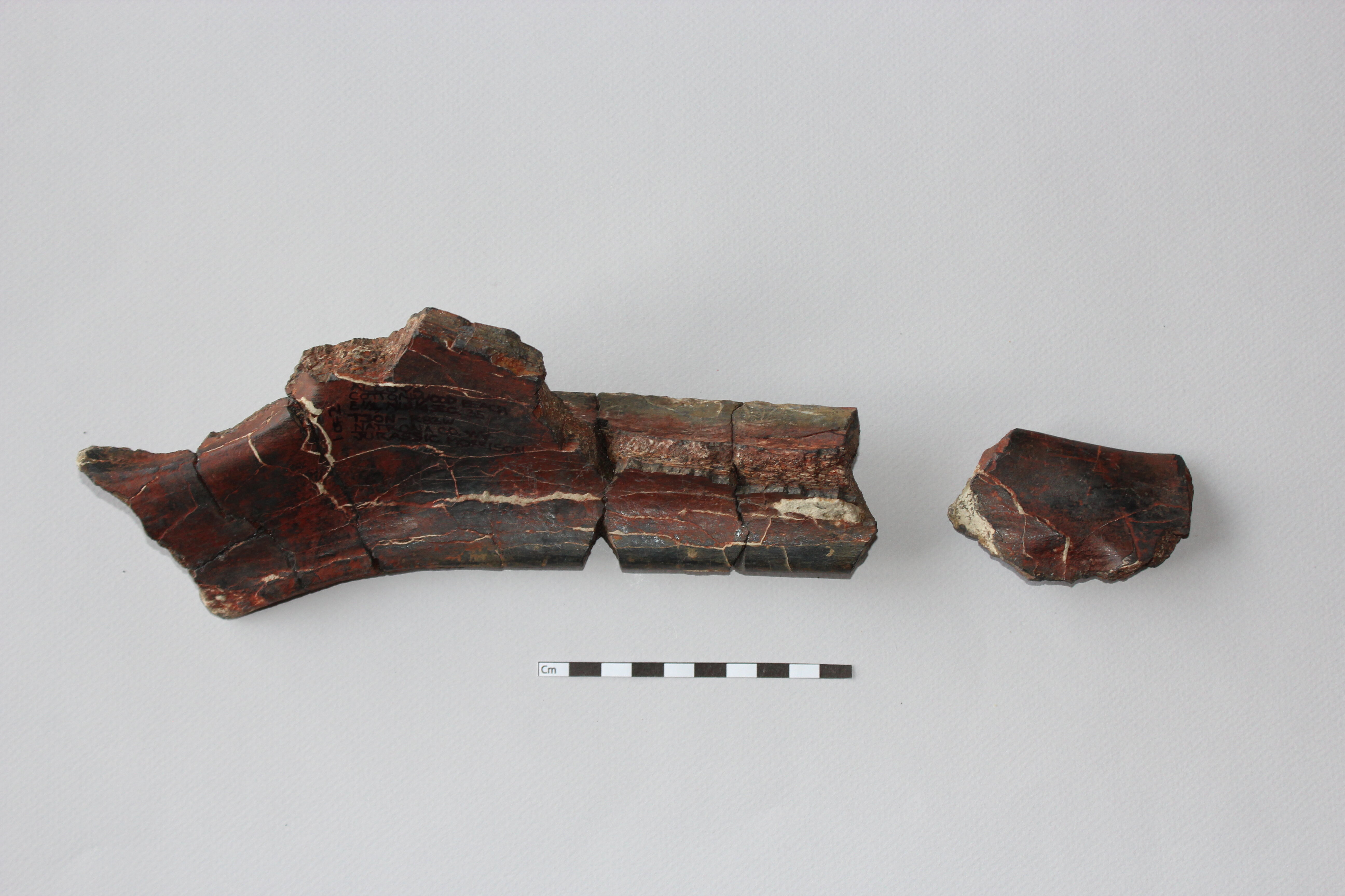 Jurassic Dinosaur bone ID - Fossil ID - The Fossil Forum