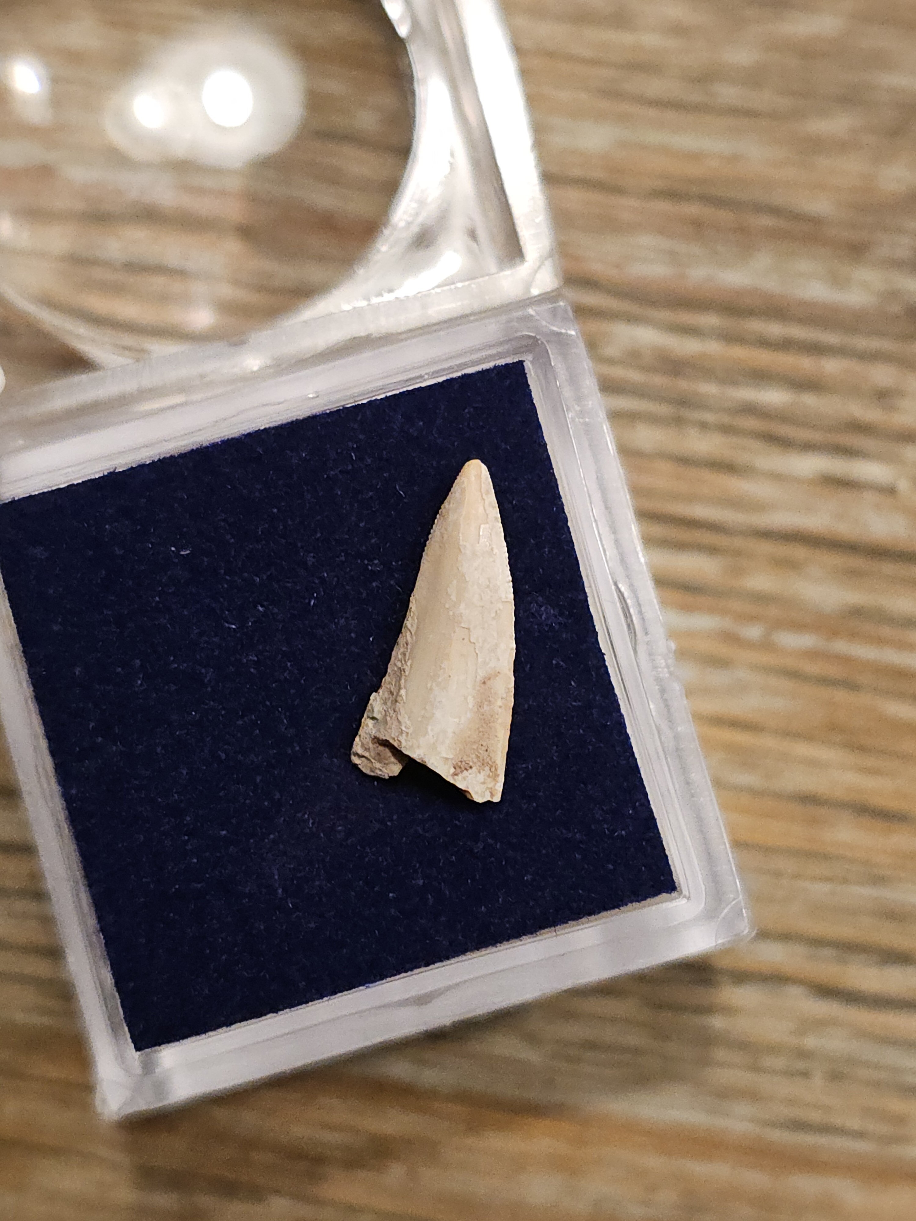 Dinosaur tooth identification - Fossil ID - The Fossil Forum