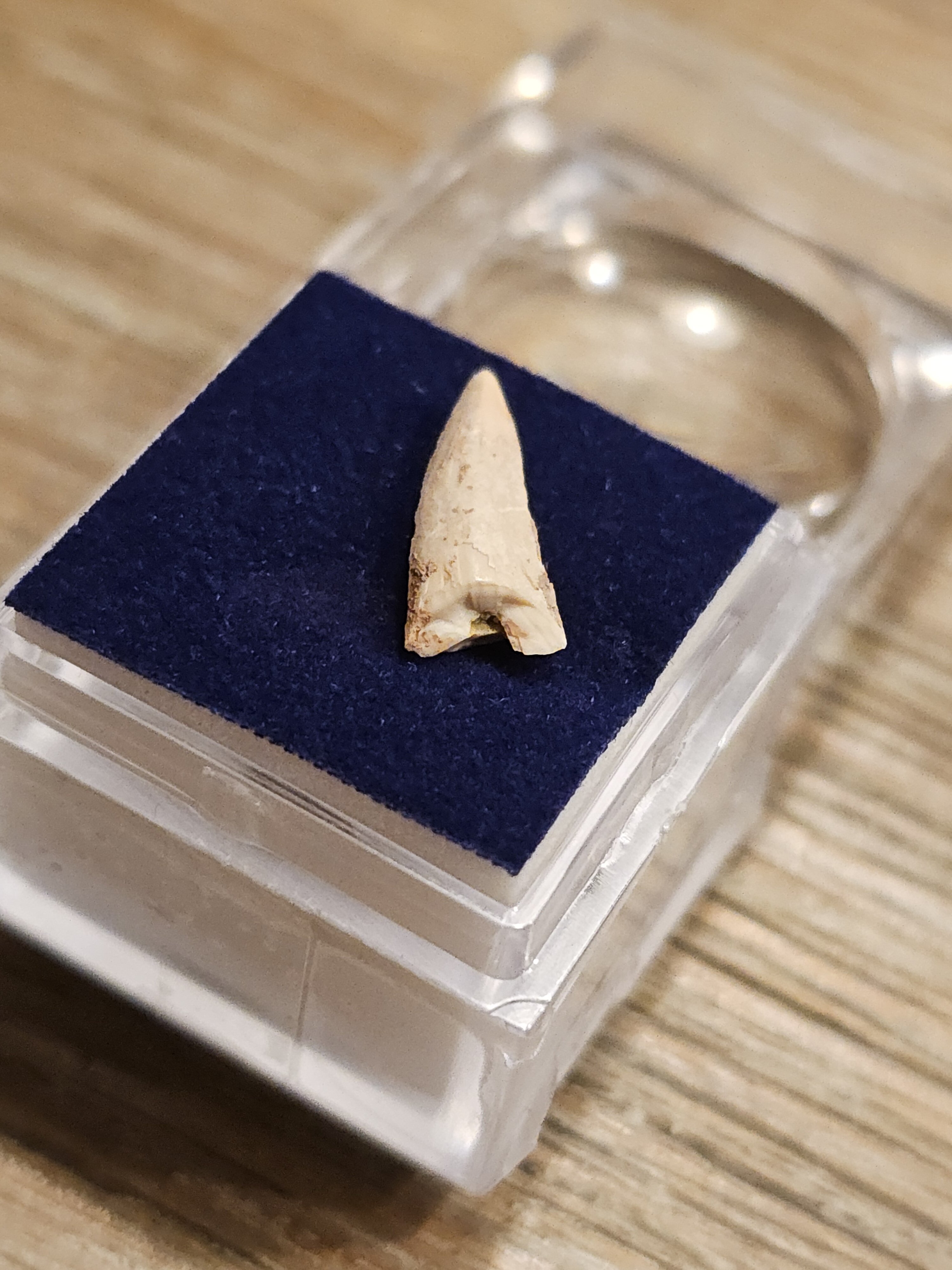 Dinosaur tooth identification - Fossil ID - The Fossil Forum