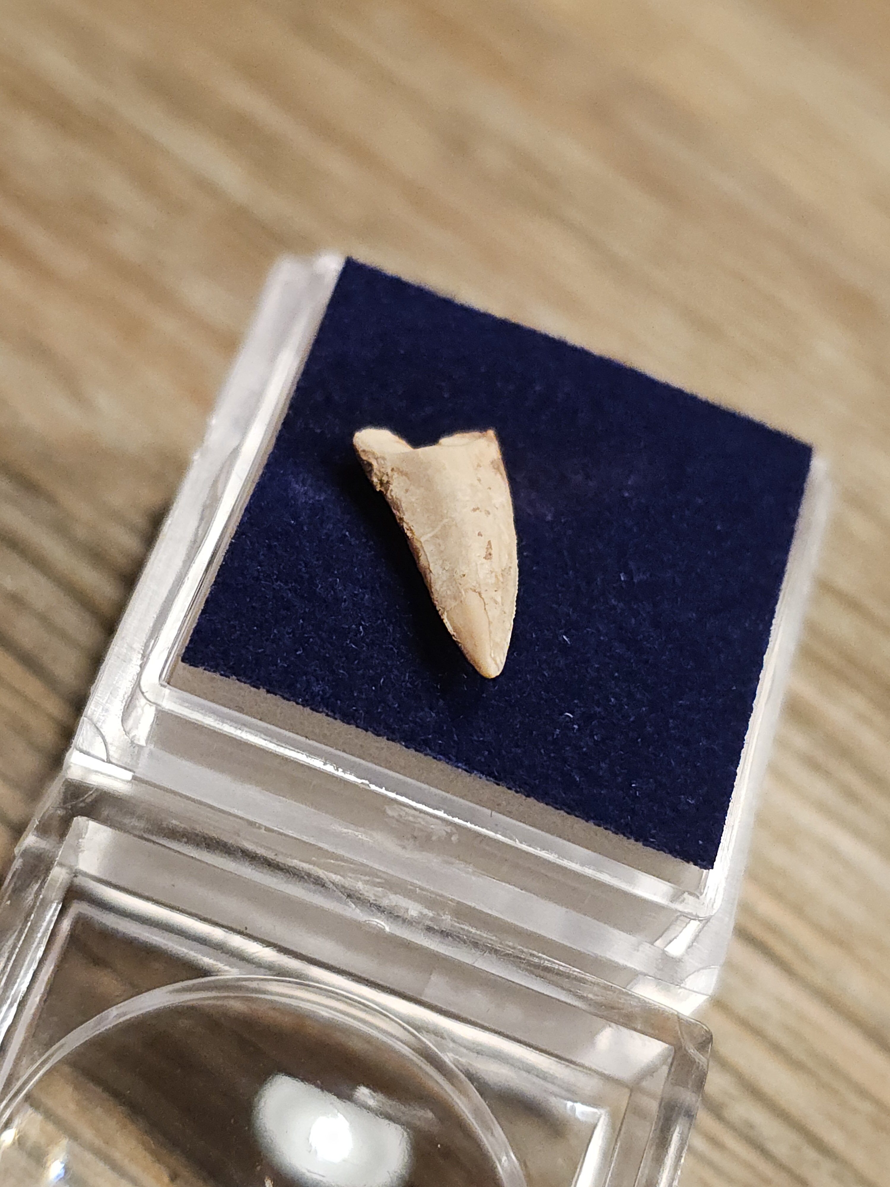Dinosaur tooth identification - Fossil ID - The Fossil Forum