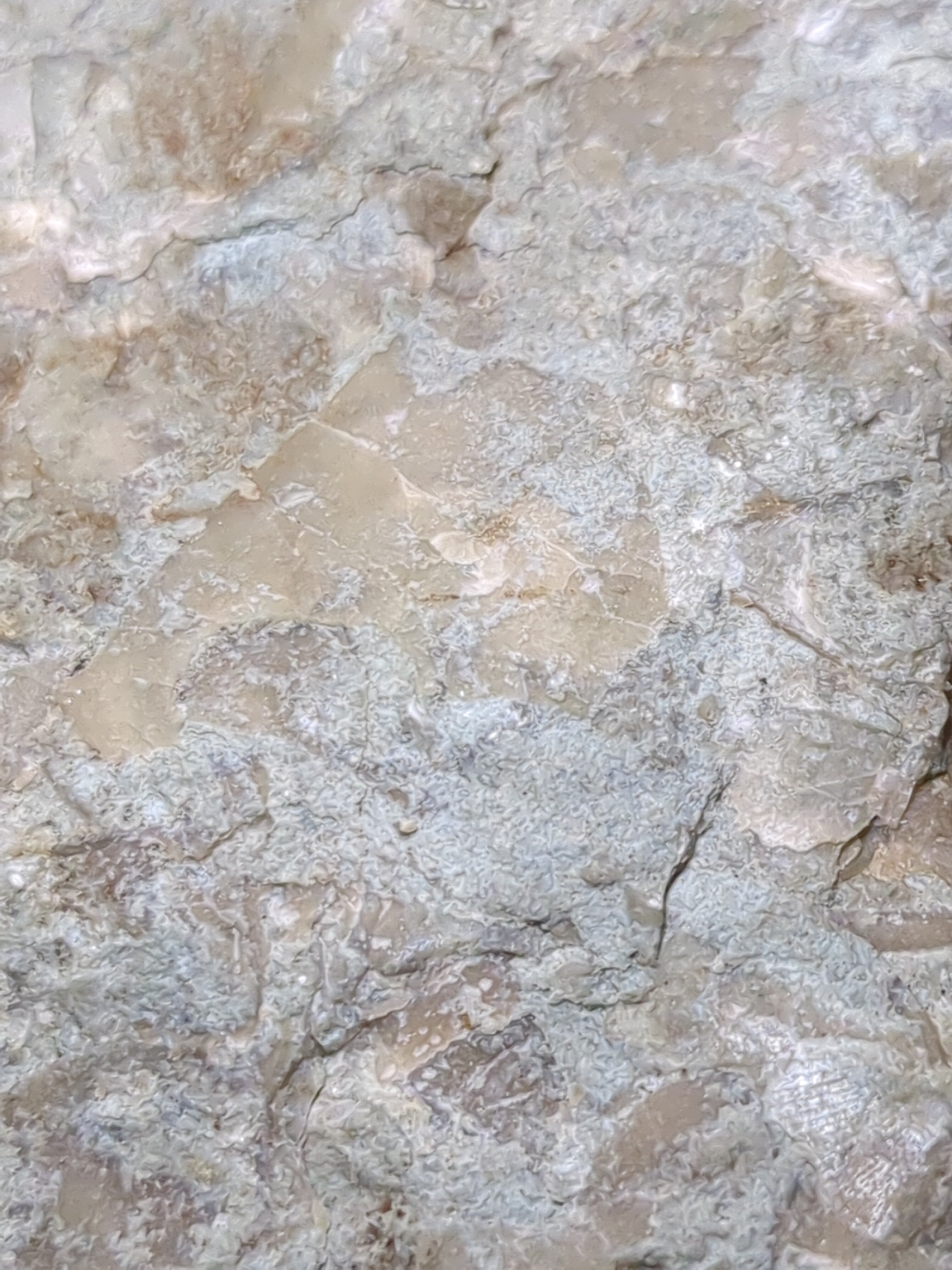 Segmented animal? - Fossil ID - The Fossil Forum