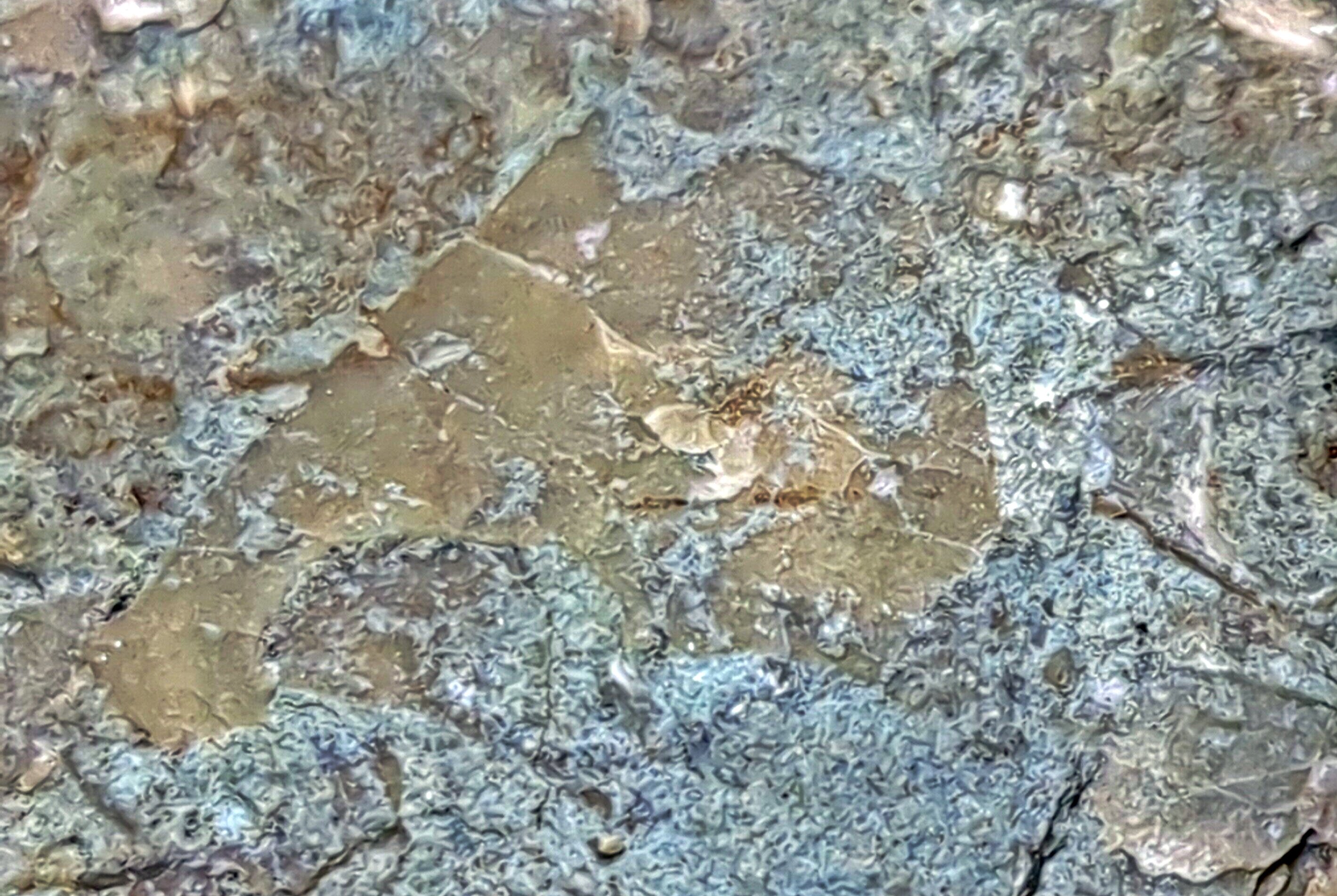 Segmented animal? - Fossil ID - The Fossil Forum
