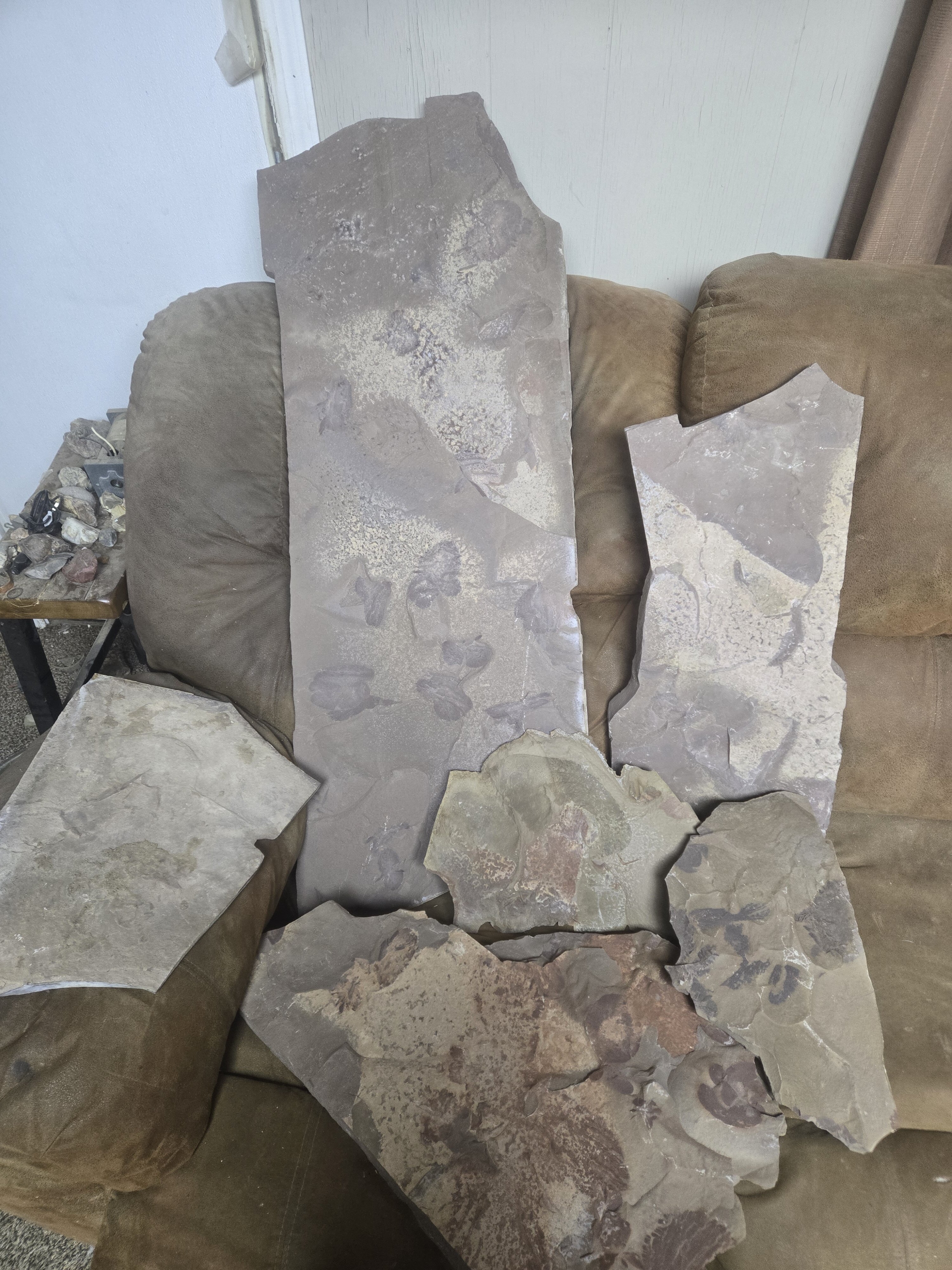 Mortality plate - Fossil ID - The Fossil Forum