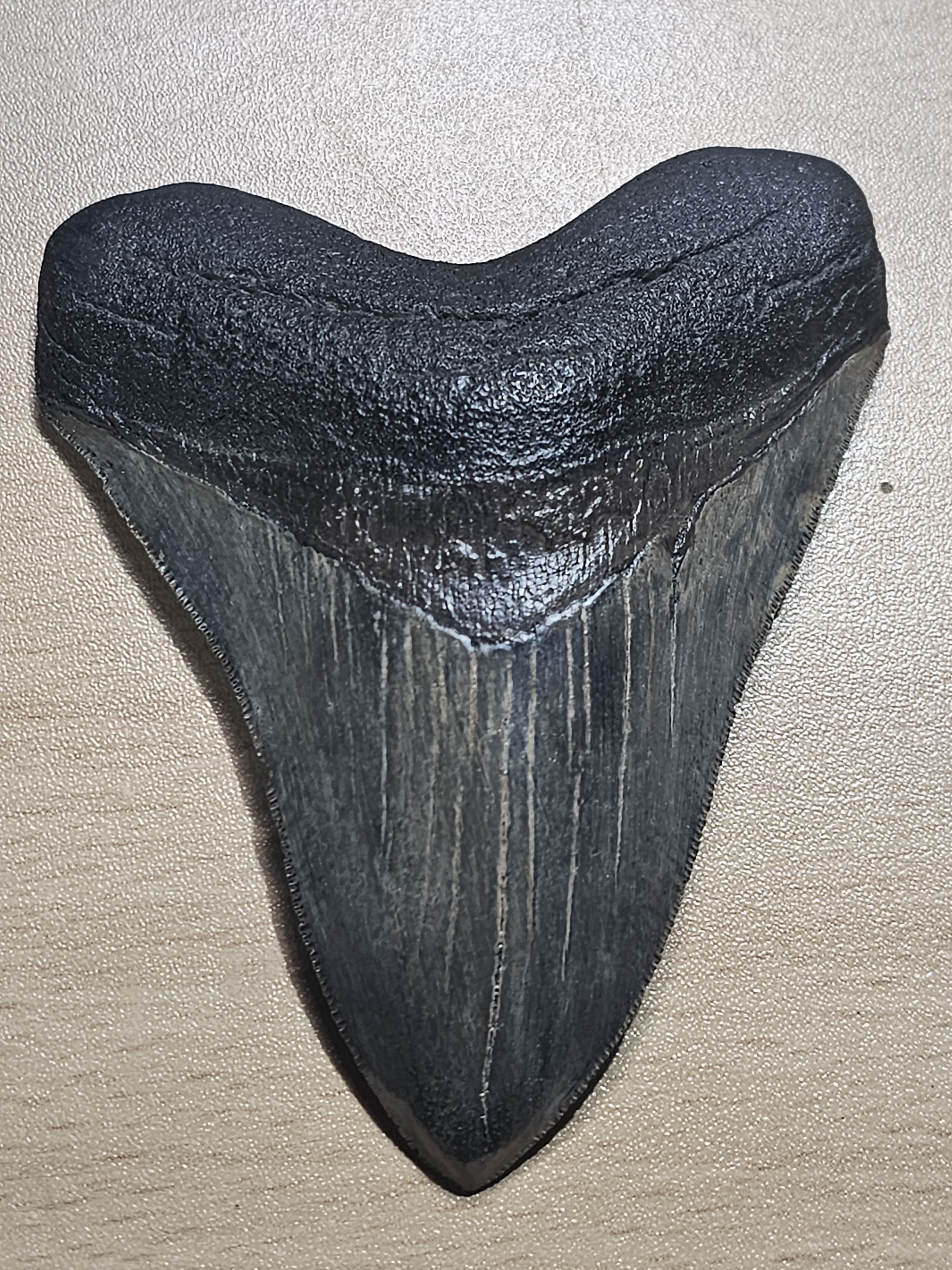 Real Megalodon or cast? - Is It Real? How to Recognize Fossil ...