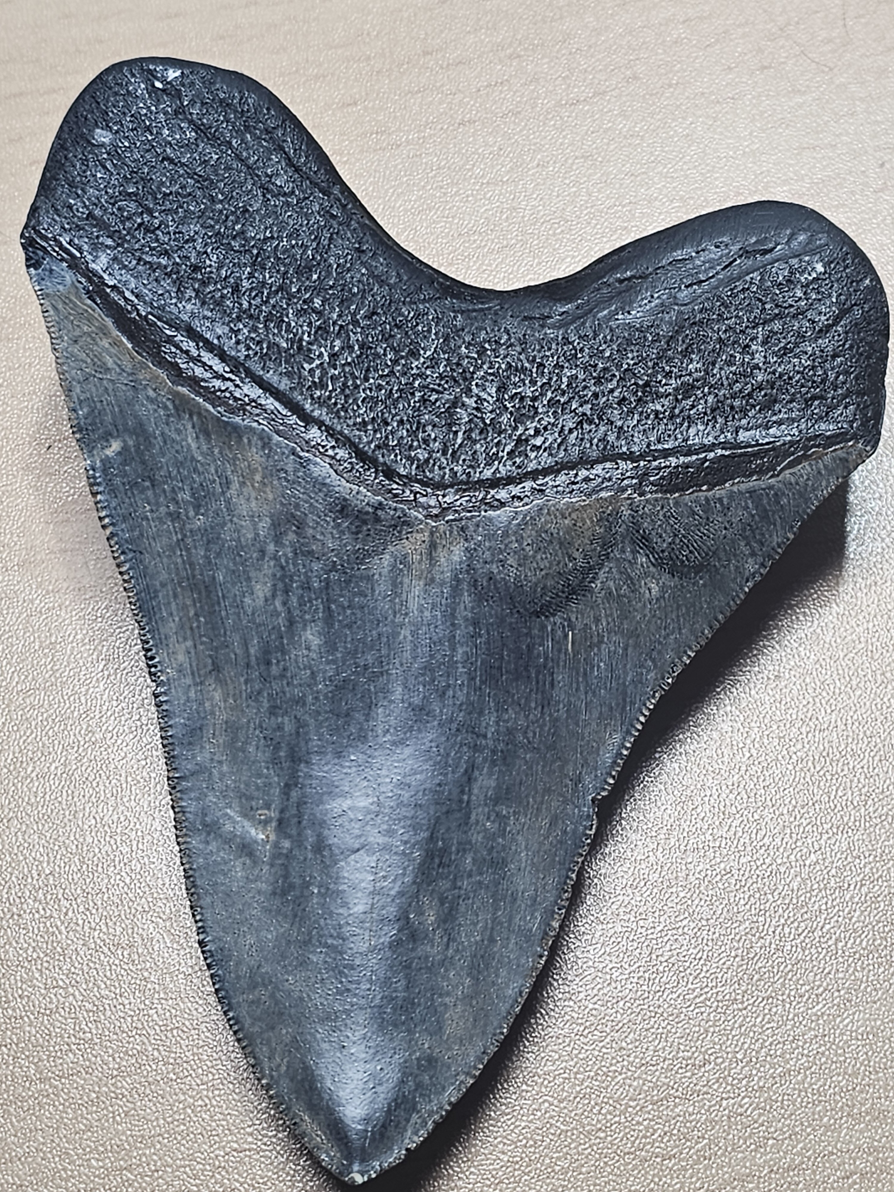 Real Megalodon or cast? - Is It Real? How to Recognize Fossil ...