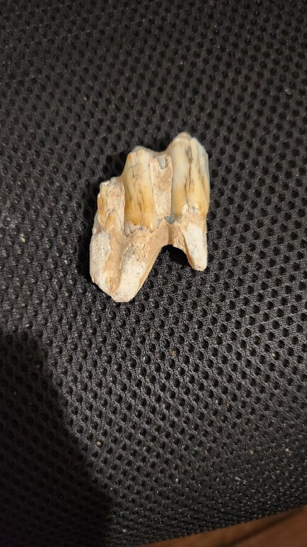 Fossil mammal tooth found on Morocco coast – camelid? - Fossil ID - The ...