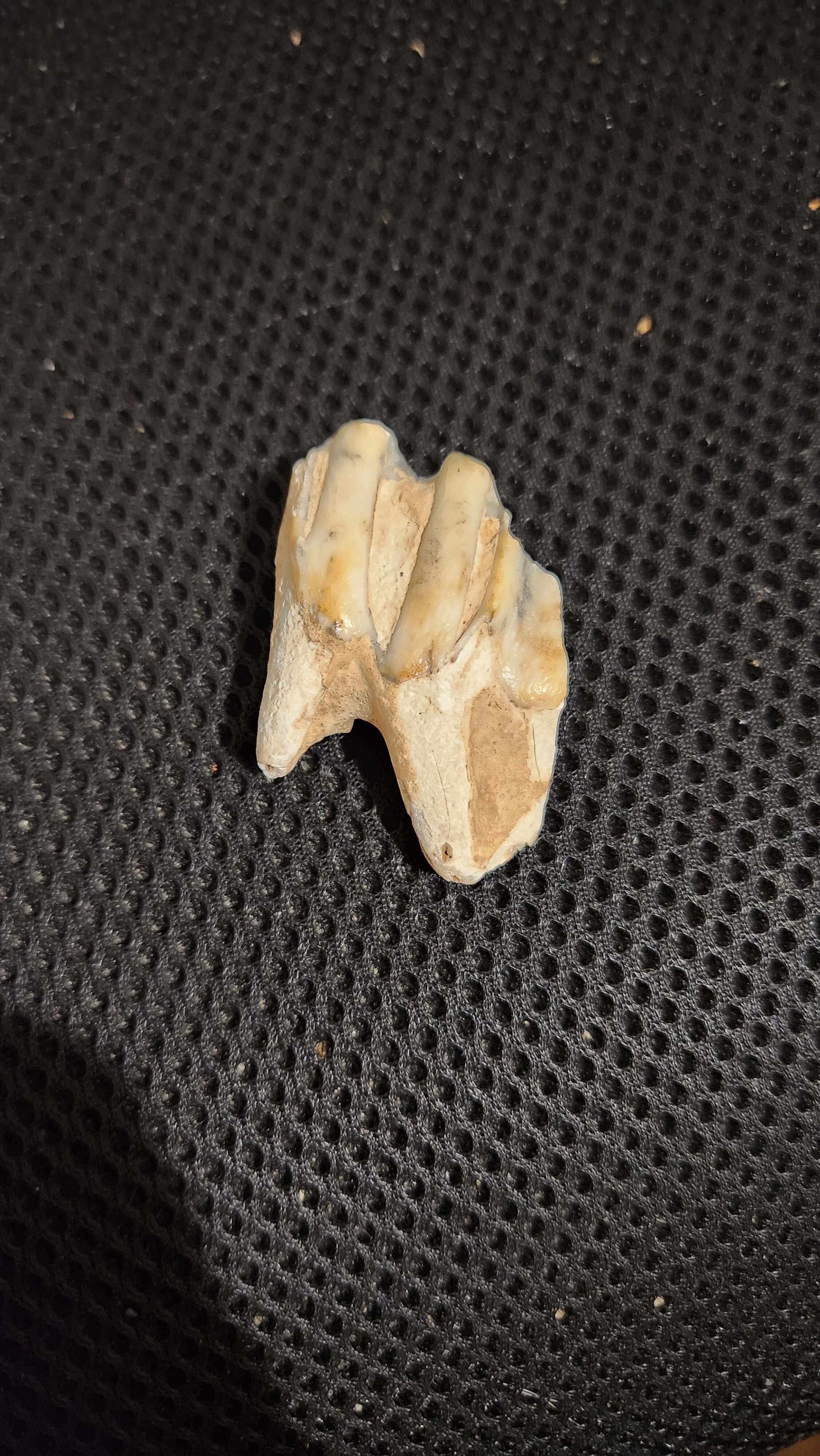 Fossil mammal tooth found on Morocco coast – camelid? - Fossil ID - The ...