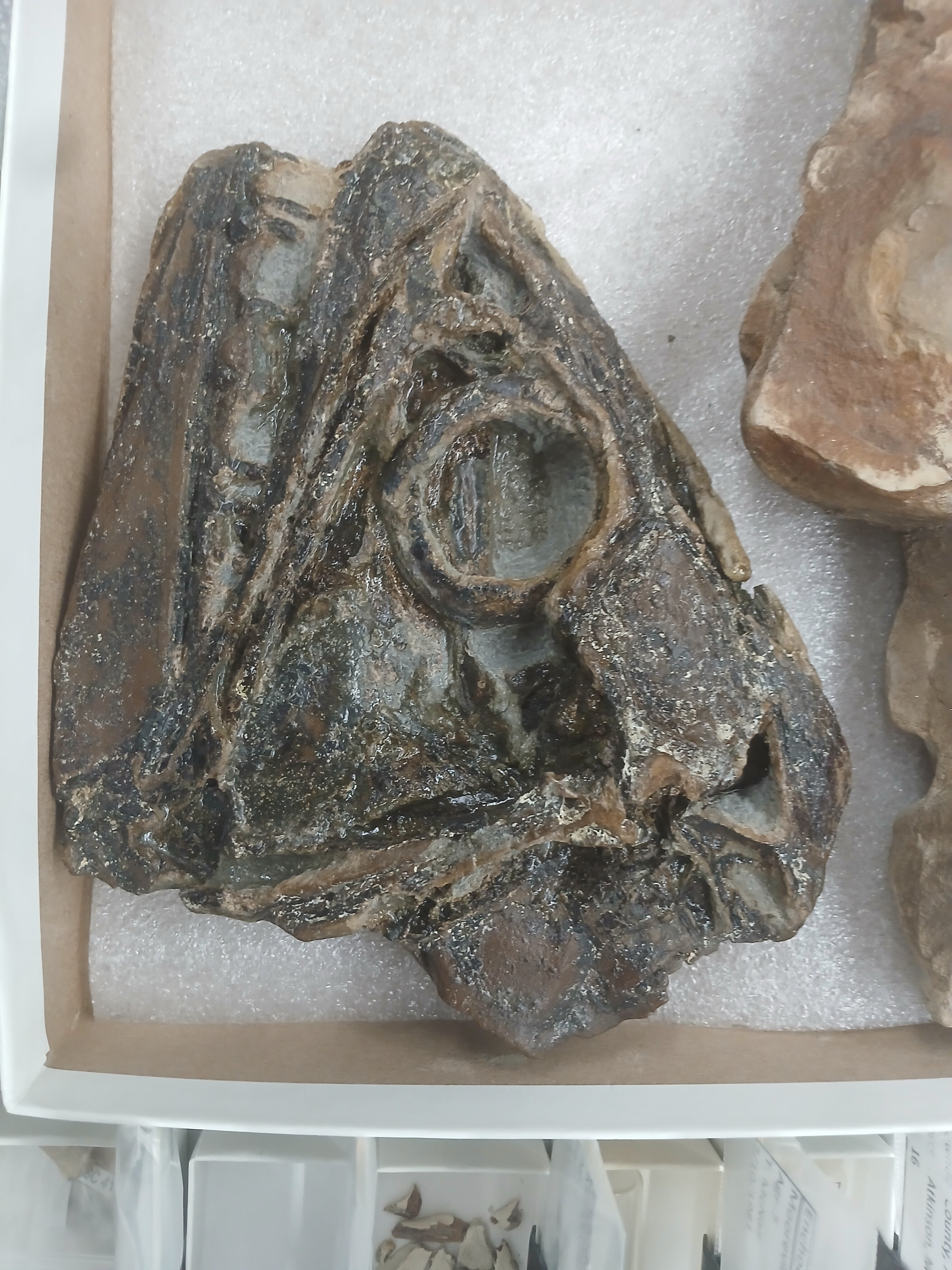 My Contributions to science. - Partners in Paleontology - Member ...