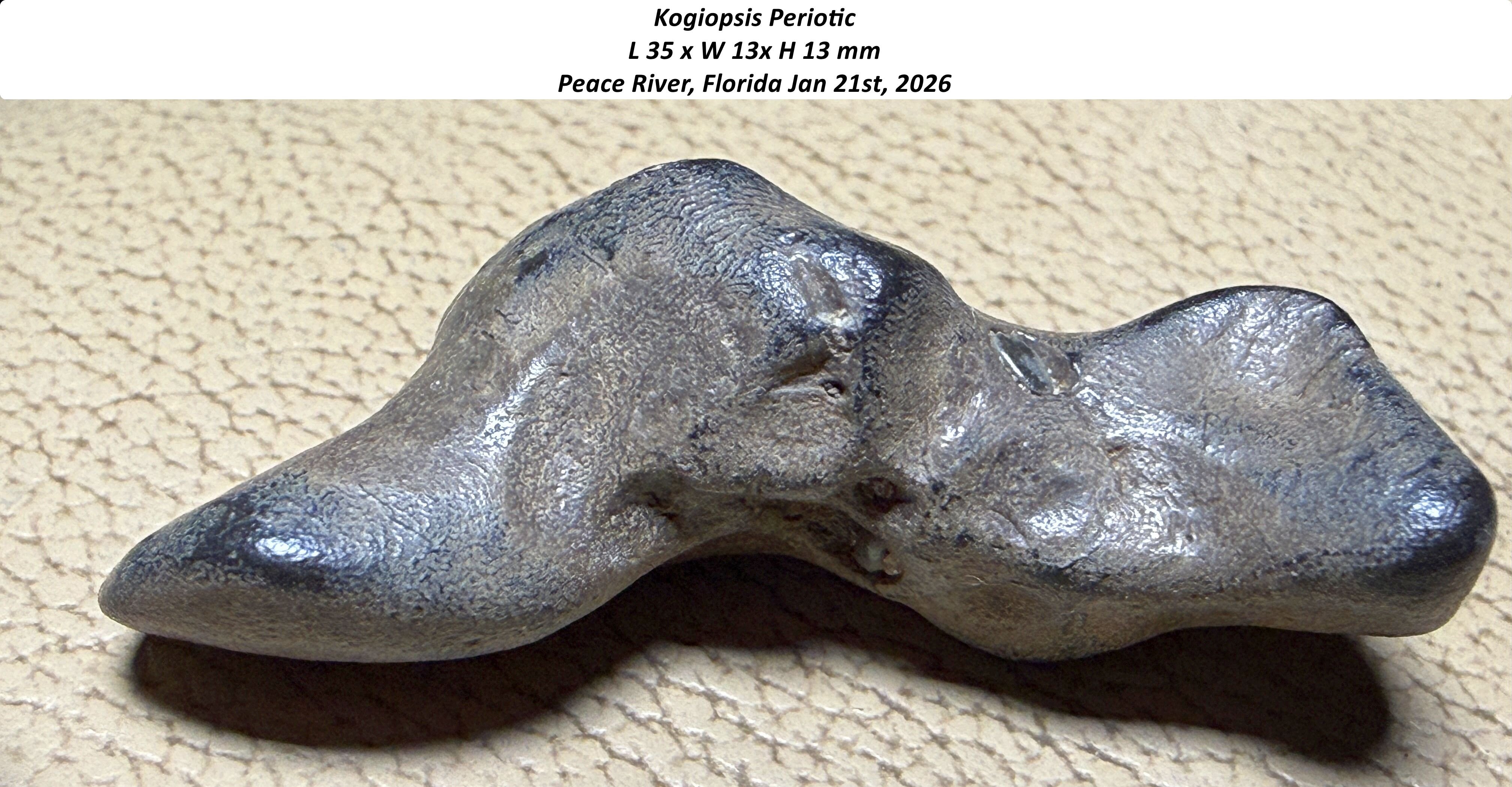 Deja Vu, all over again - Fossil Hunting Trips - The Fossil Forum