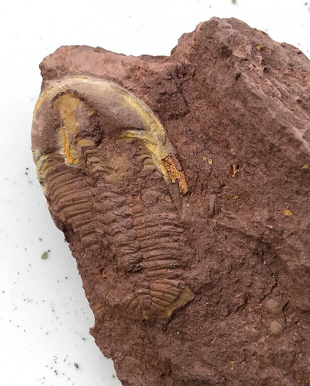 Ordovician Trilobite ID - Fossil ID - The Fossil Forum