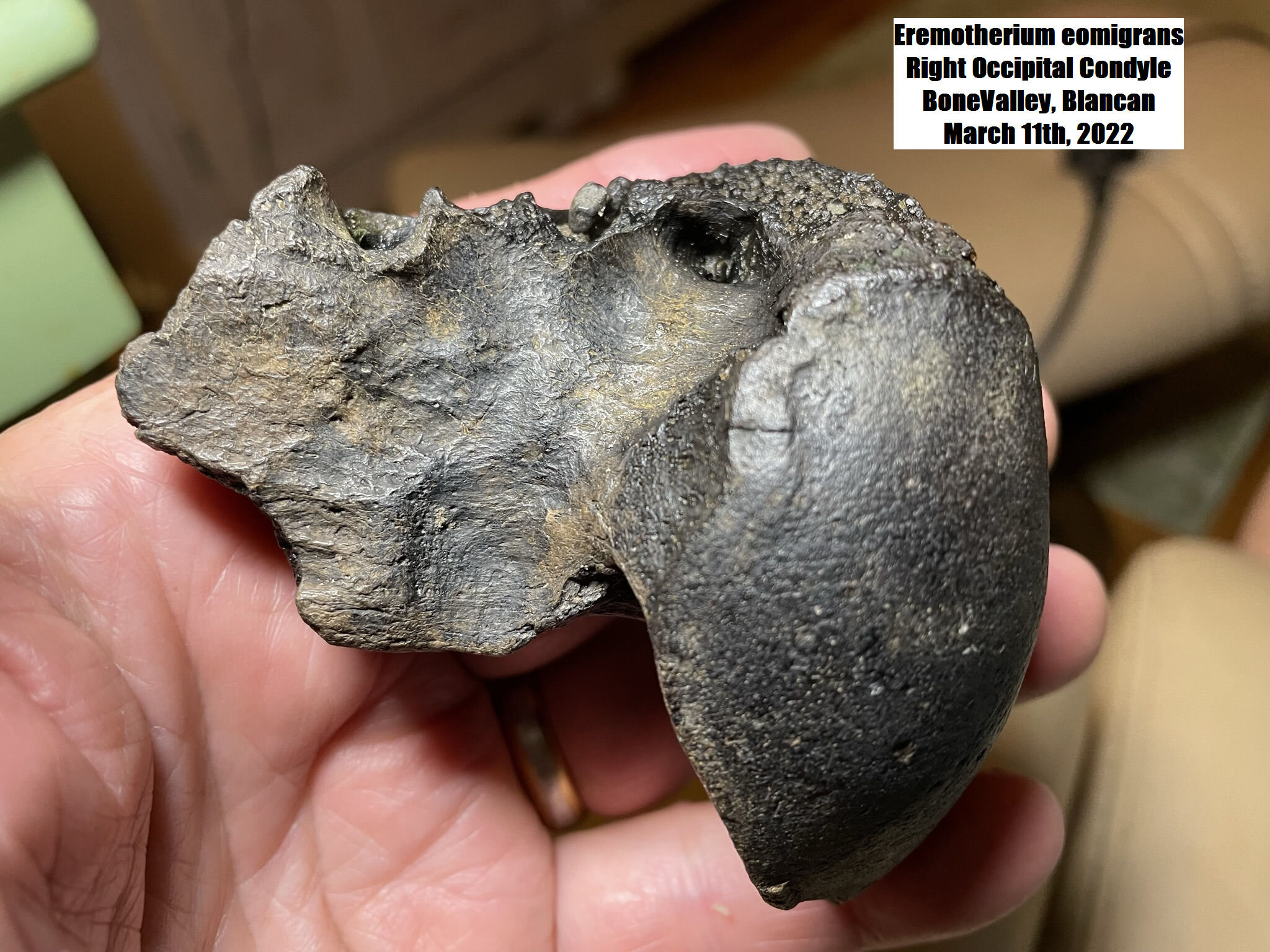 Huge bone - Fossil ID - The Fossil Forum