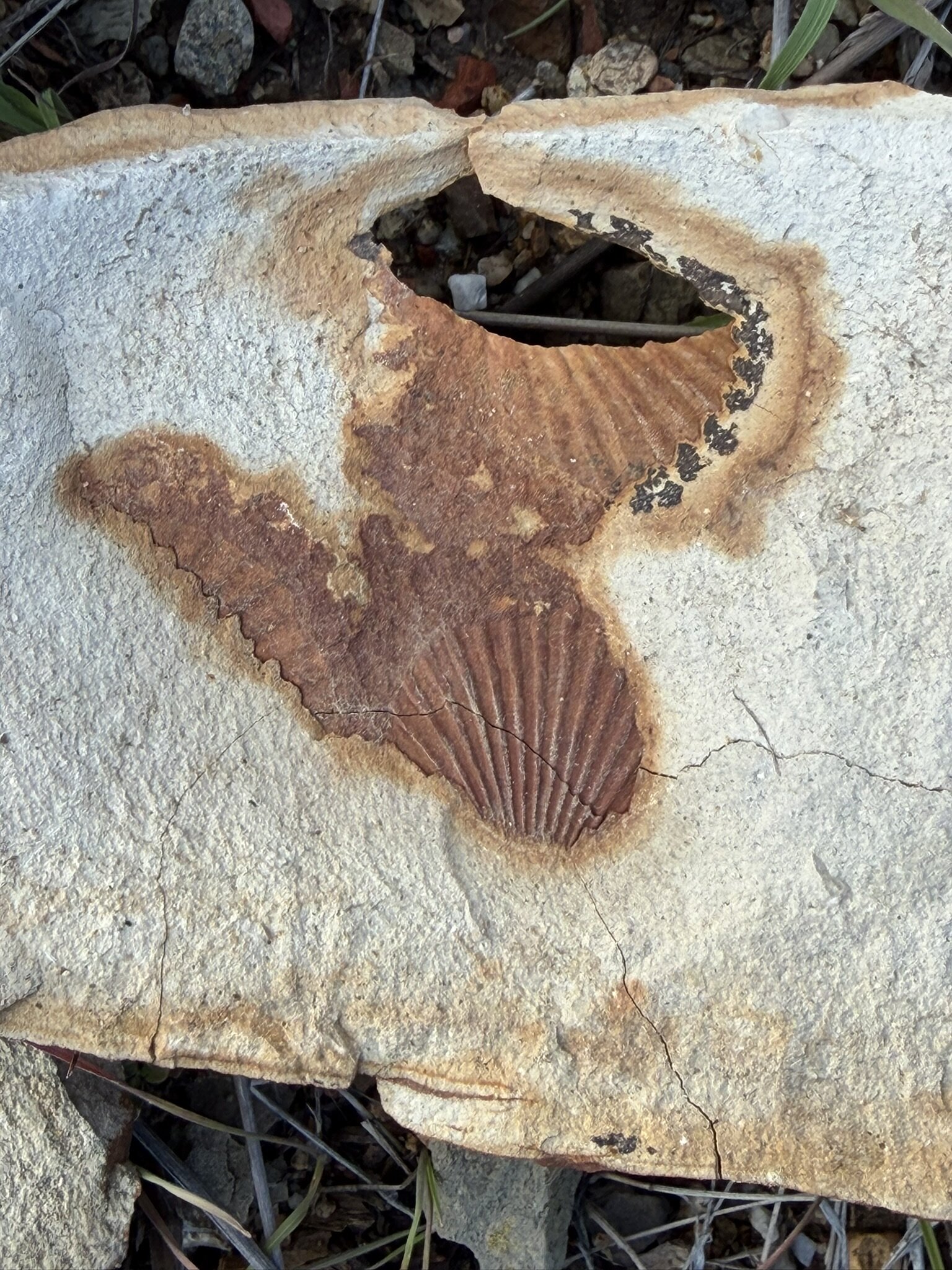 Arroyo Seco California Monterey Formation Miocene Marine Fossils ...