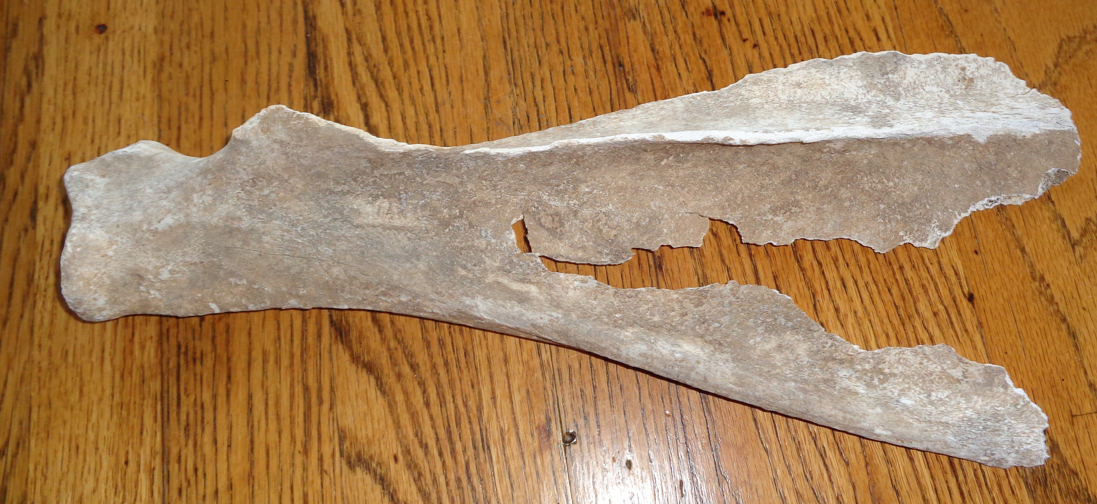 Found this in a dry creek bed - Fossil ID - The Fossil Forum