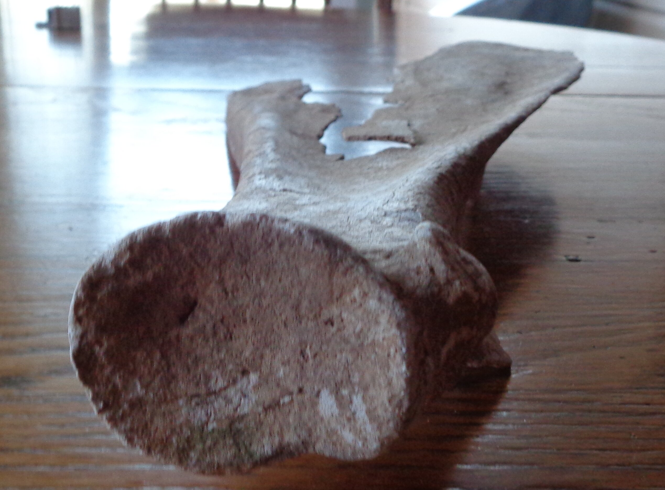 Found this in a dry creek bed - Fossil ID - The Fossil Forum