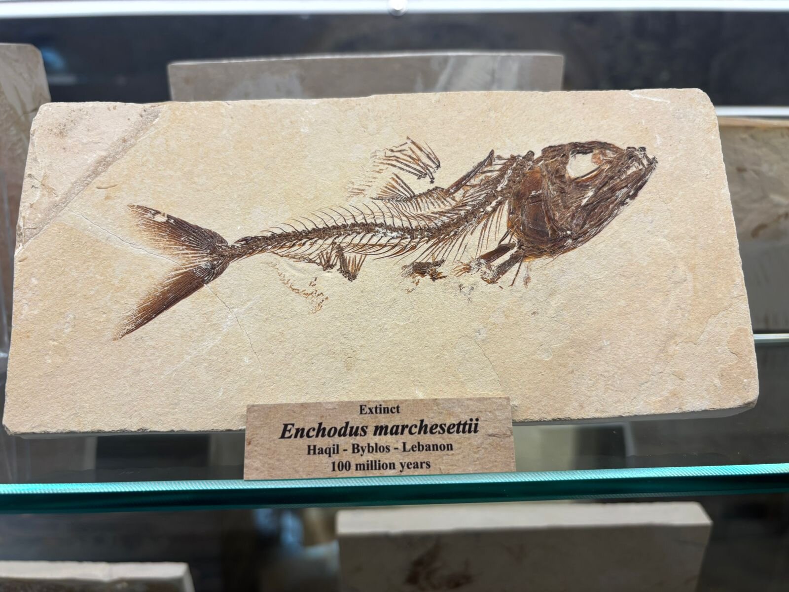 Enchodus marchesettii, a predator fish from the Lebanese deposits ...