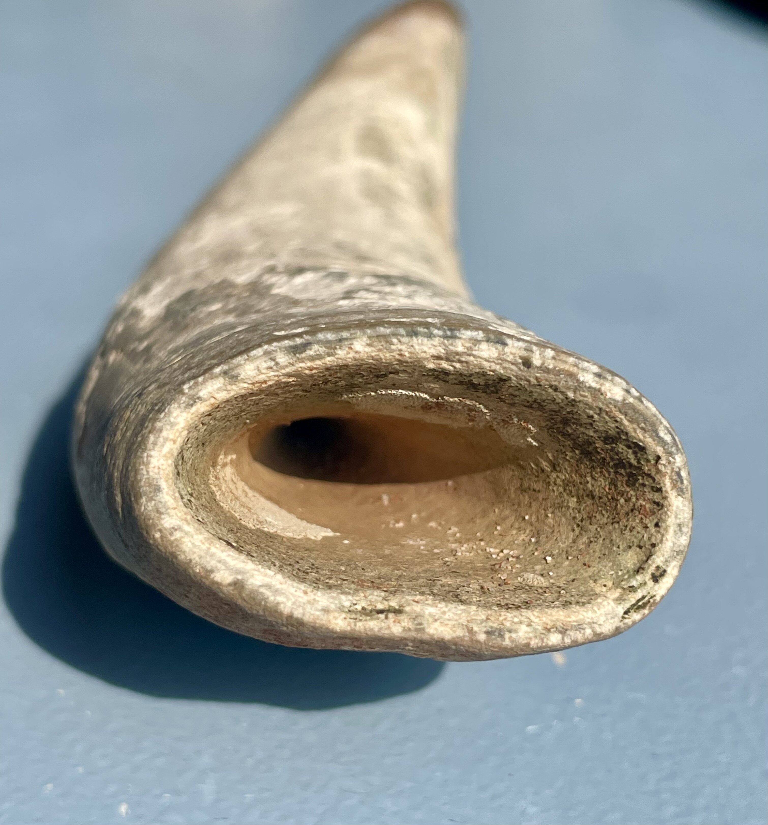 Cow horn, walrus tusk or sperm whale tooth? - Fossil ID - The Fossil Forum