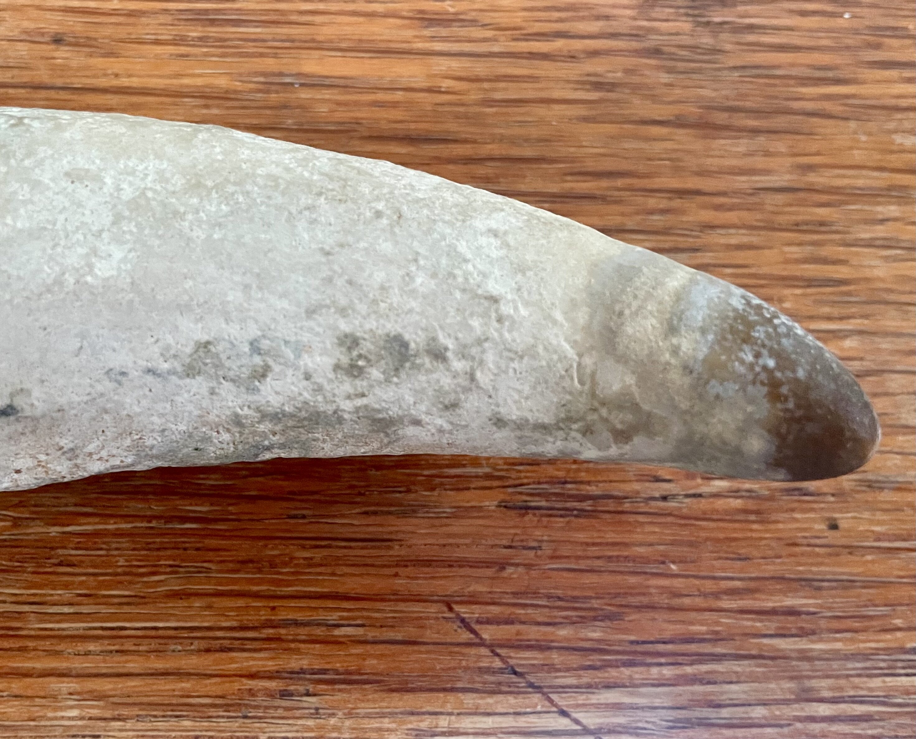 Cow horn, walrus tusk or sperm whale tooth? - Fossil ID - The Fossil Forum