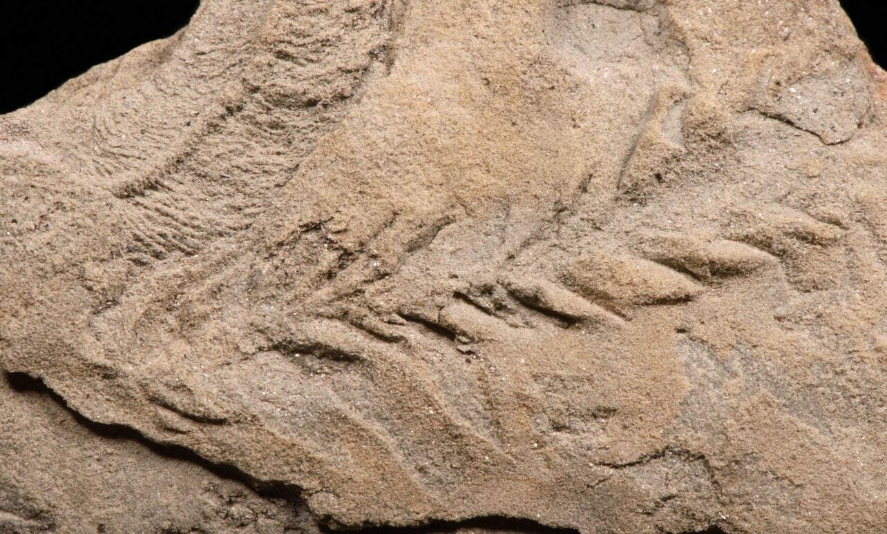 Missourian-age Arthropod(?) Ichnofossil ID - Fossil ID - The Fossil Forum
