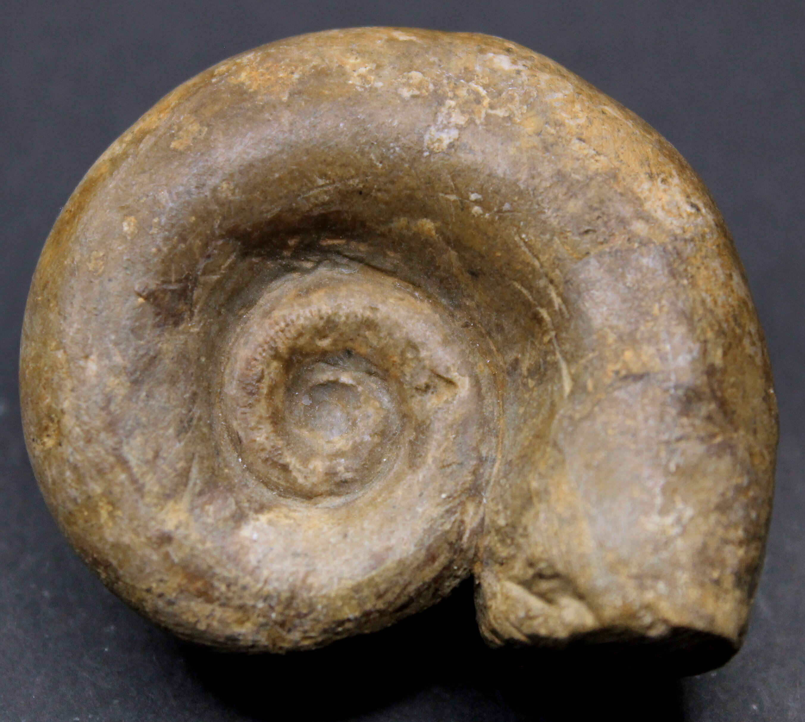 Givetian molluscs to id. - Fossil ID - The Fossil Forum