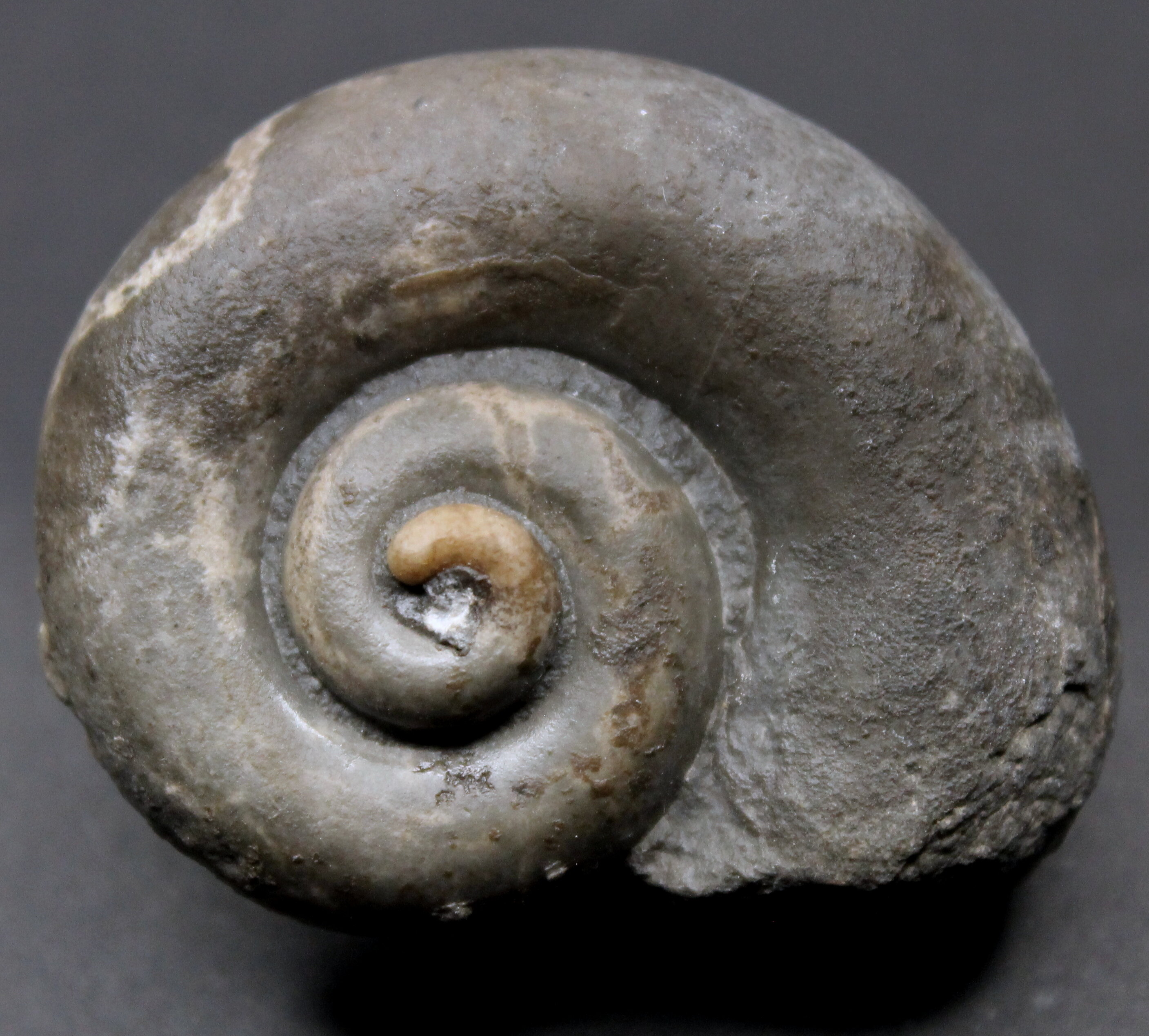 Givetian molluscs to id. - Fossil ID - The Fossil Forum