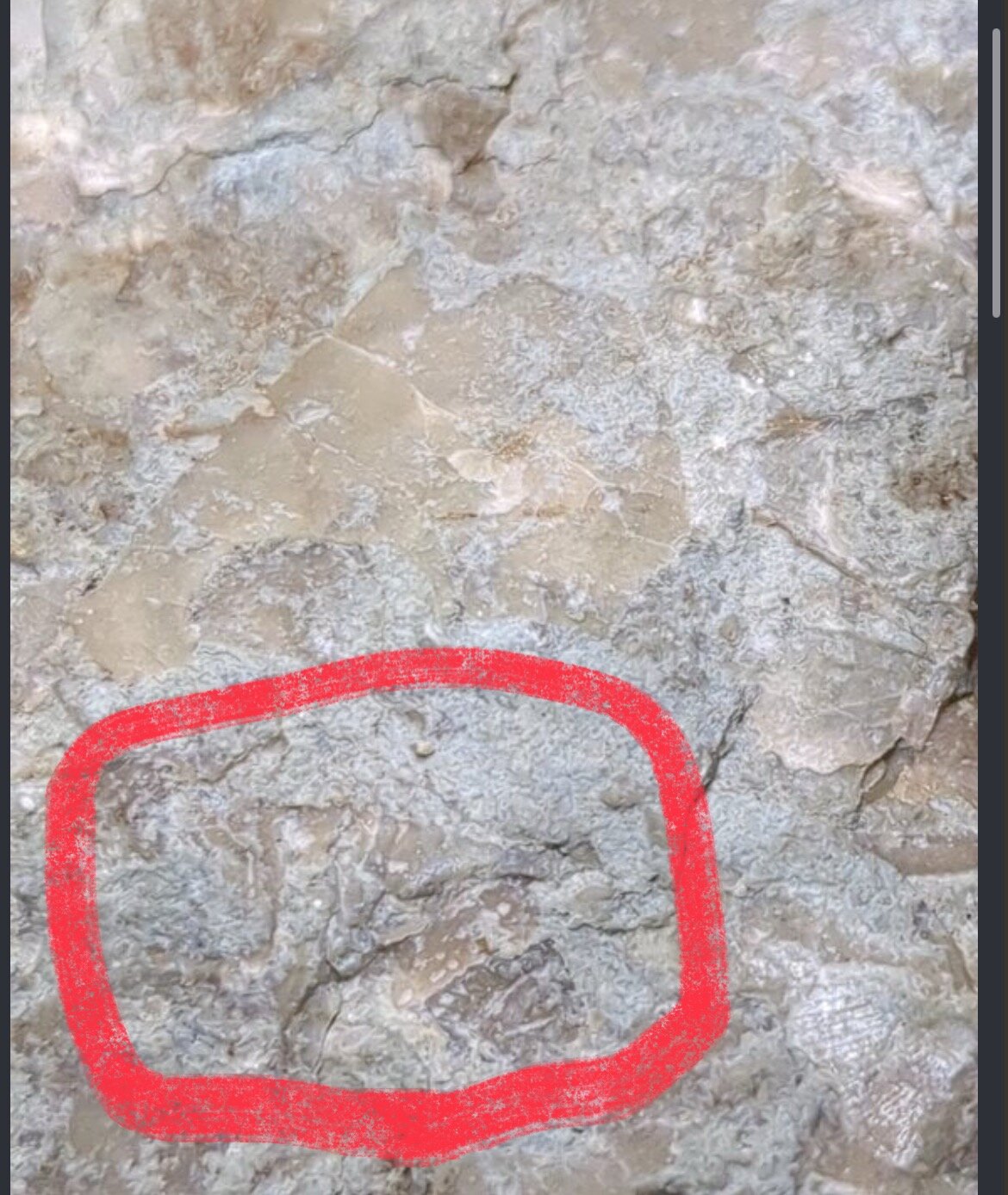 Segmented animal? - Fossil ID - The Fossil Forum